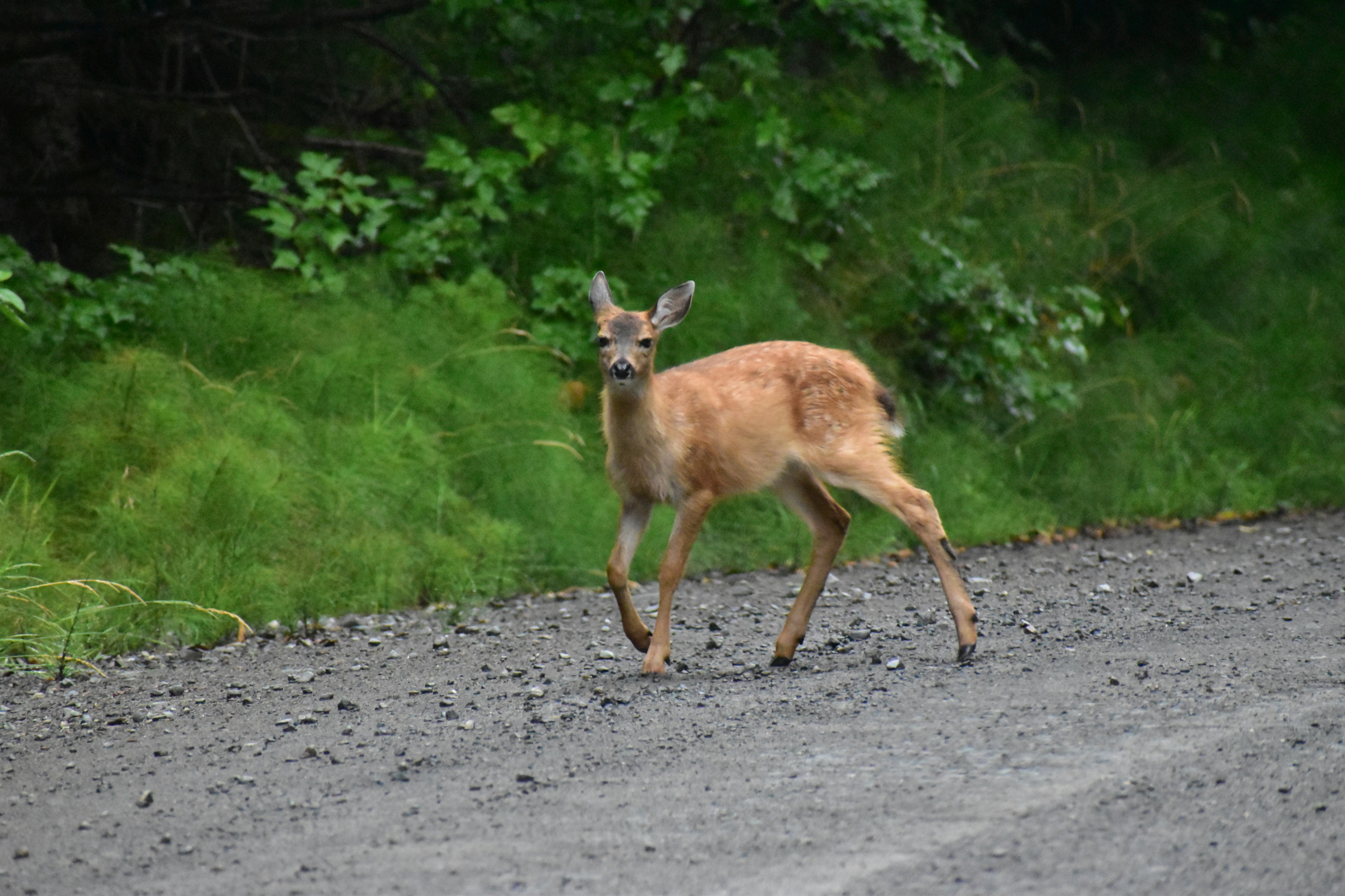 Fawn standing on a gravel road surrounded by lush green foliage.