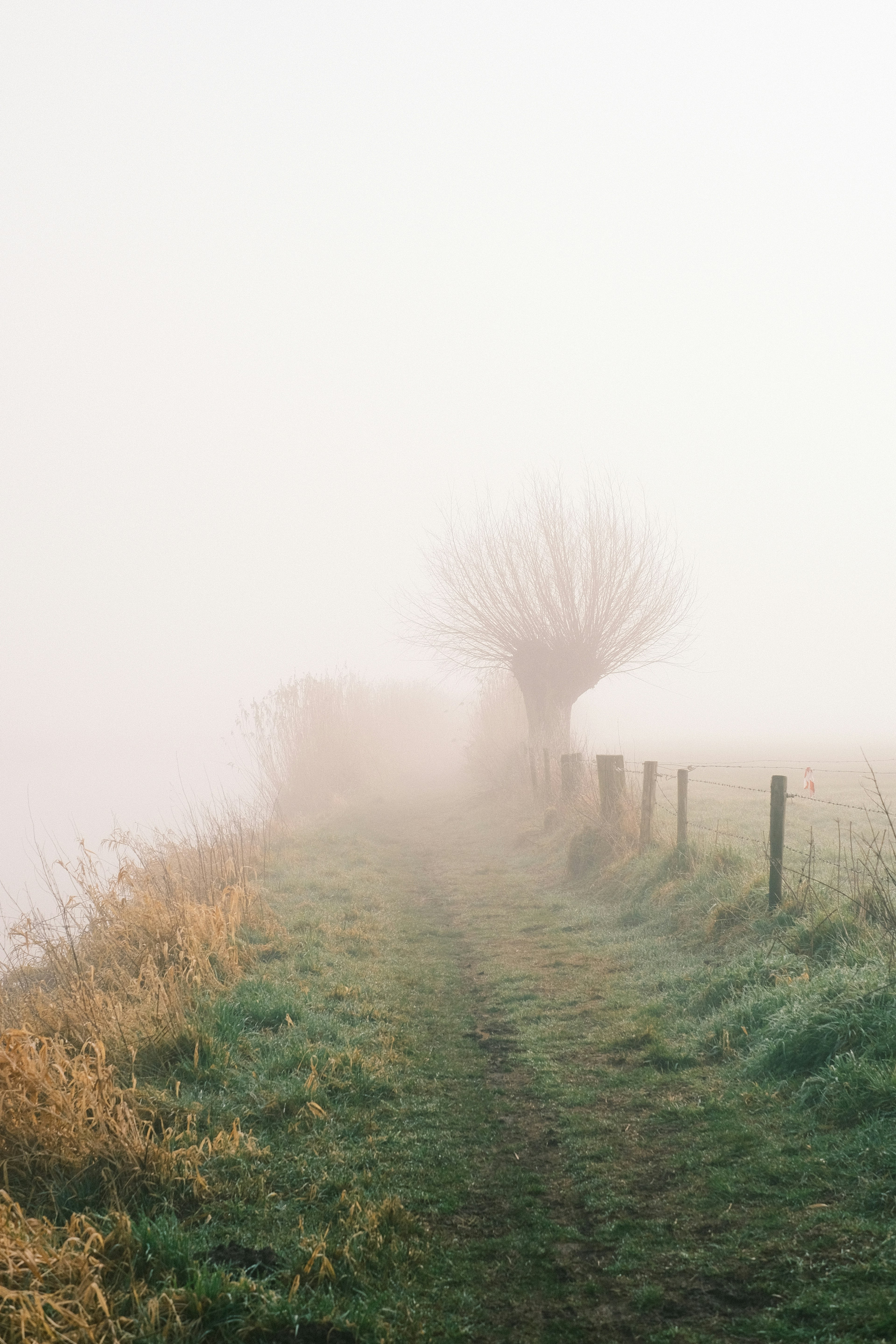 A foggy path leading to a tree on a foggy day photo – Free Nature Image ...