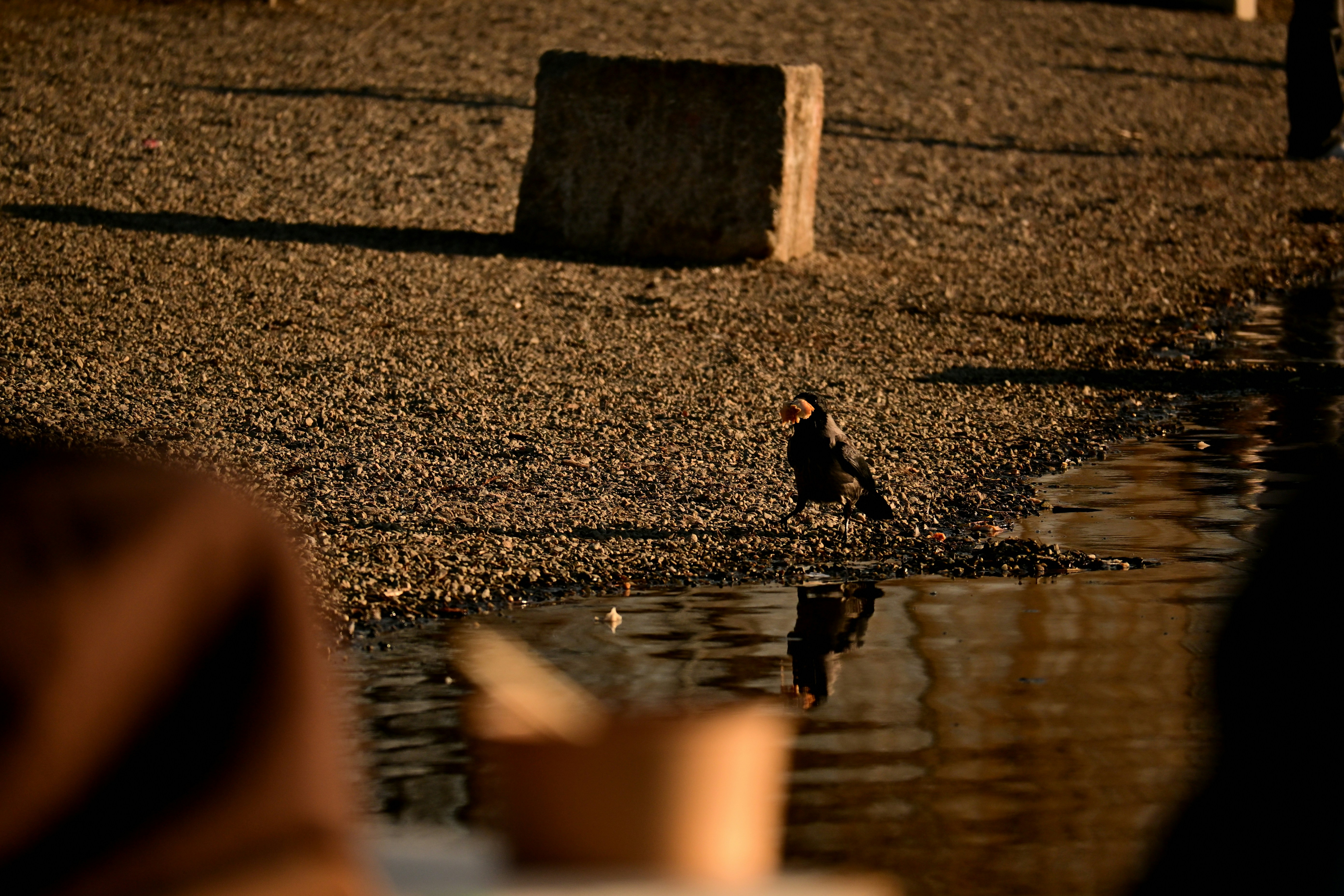Crow standing on gravel near water's edge with its reflection visible.