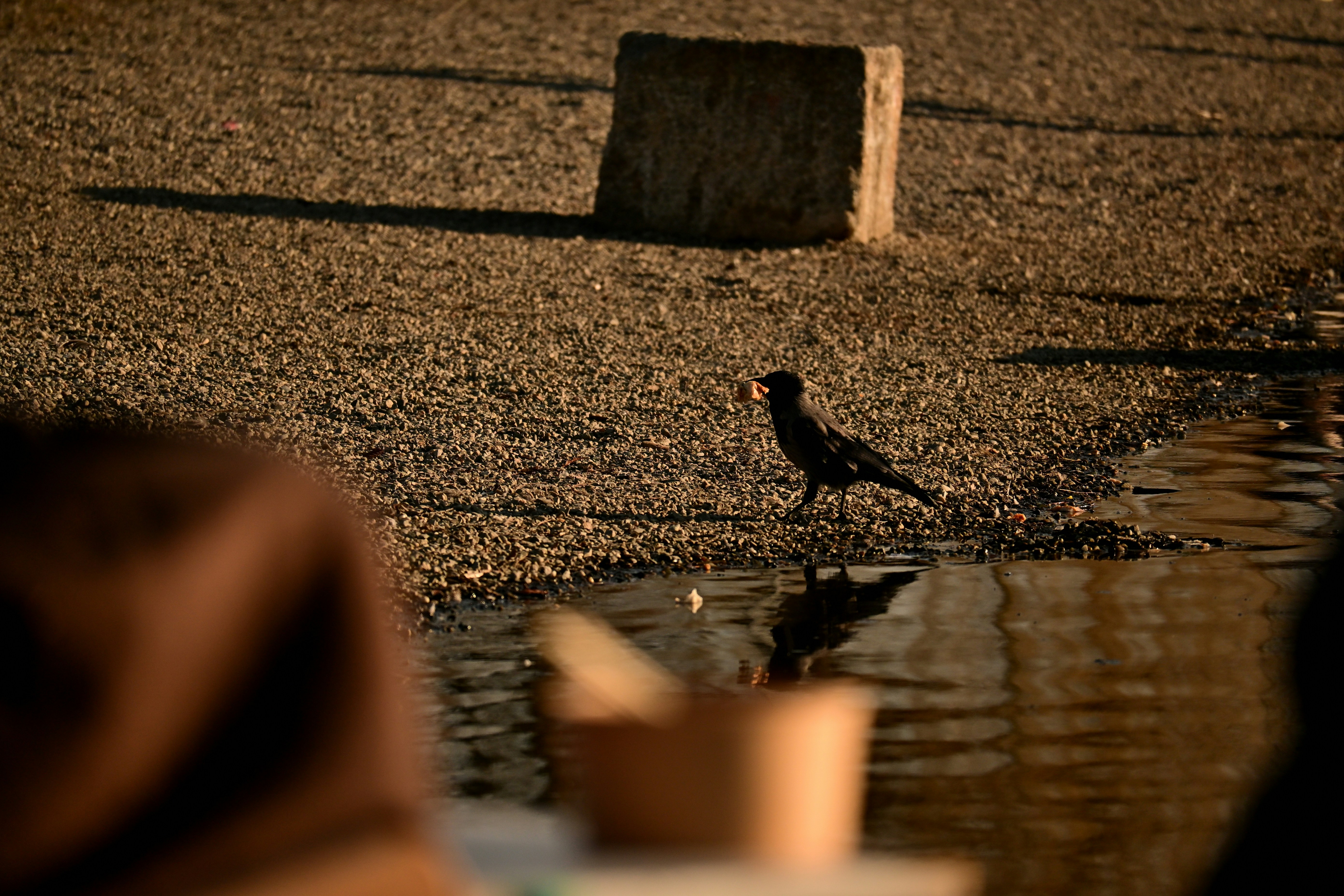 A lone bird by the gravel shoreline at dusk