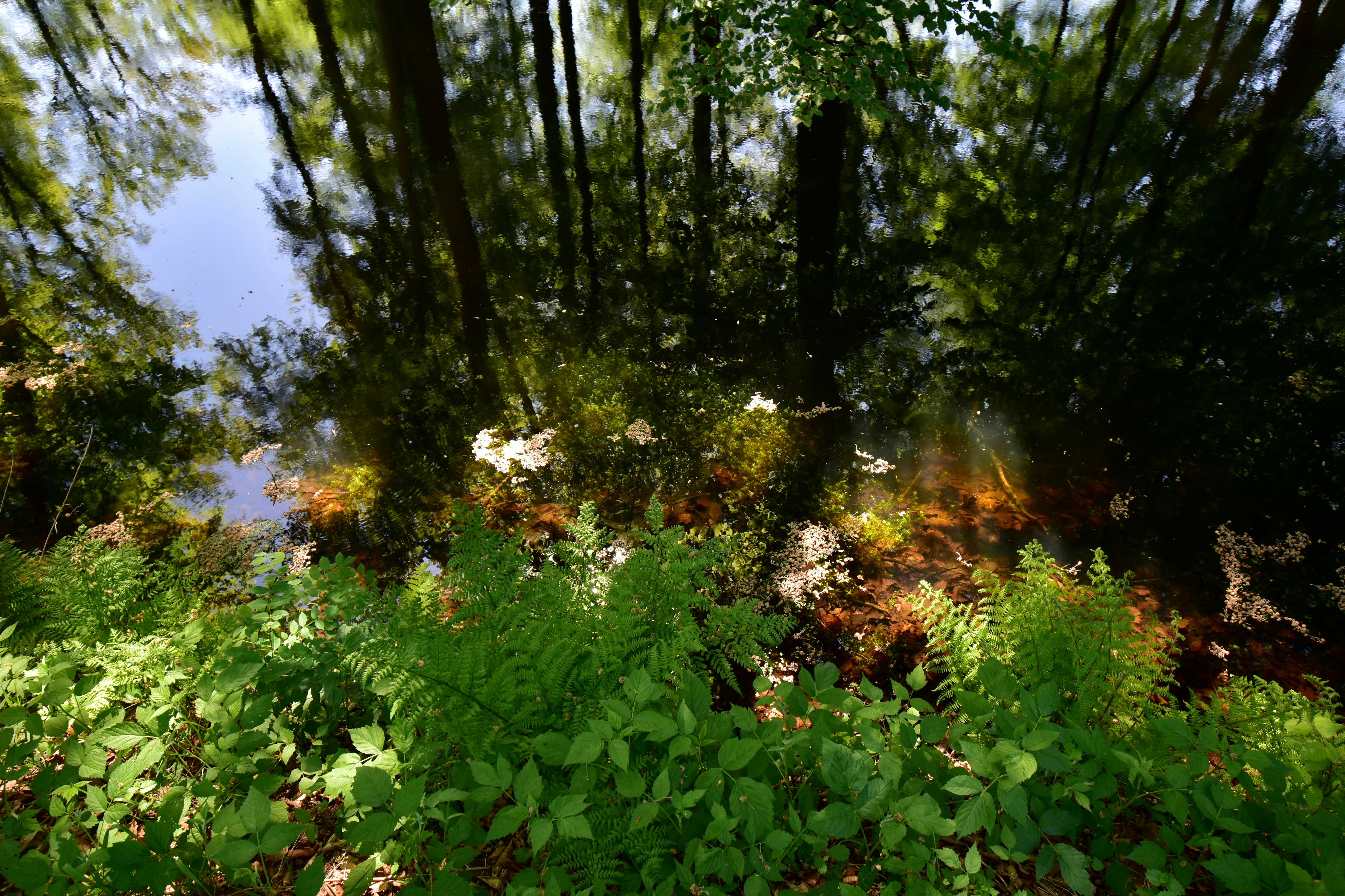 Ferns and lush greenery line a reflective water surface with trees mirrored above.