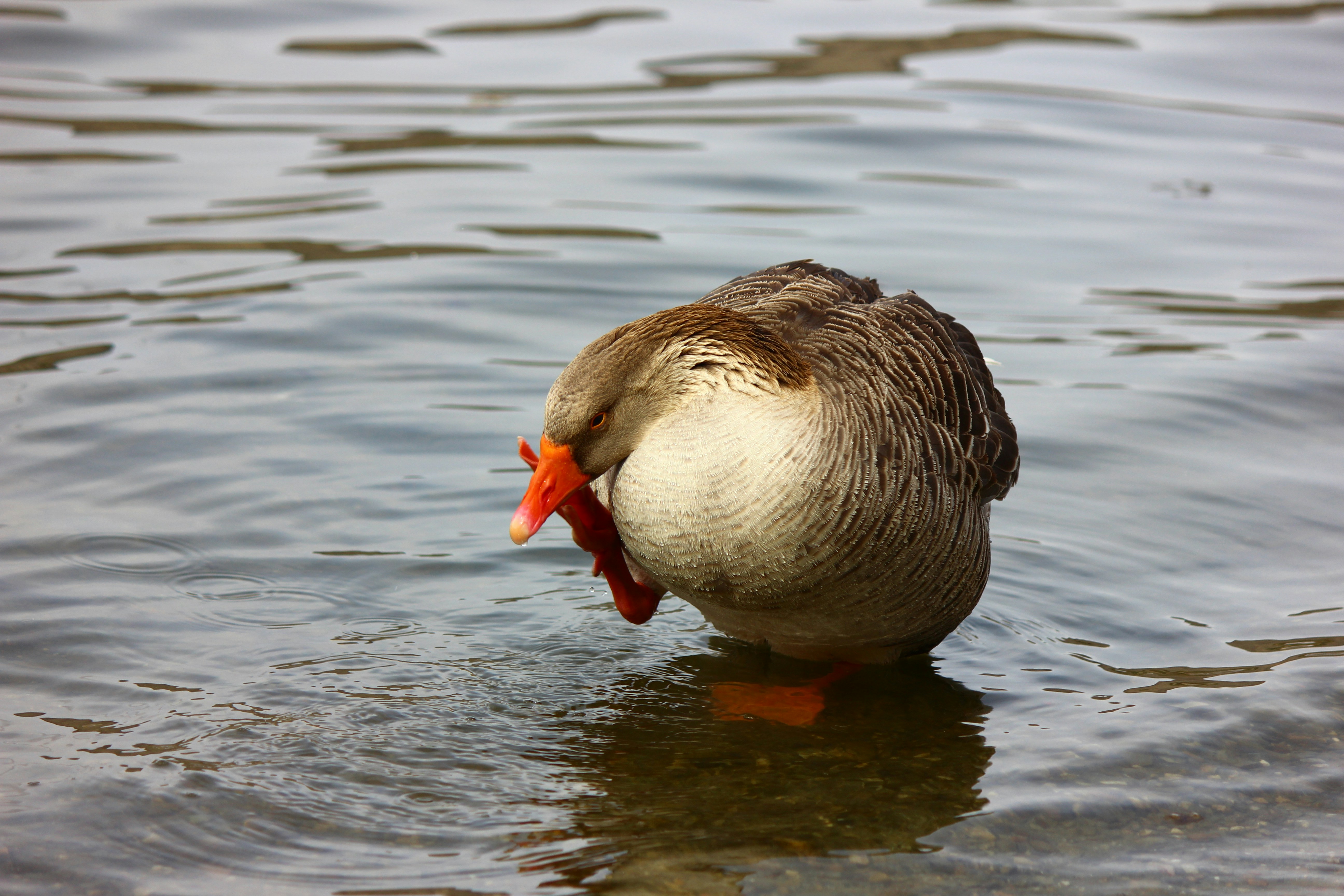 Beak in the Light: A Duck Pausing at the Water's Edge