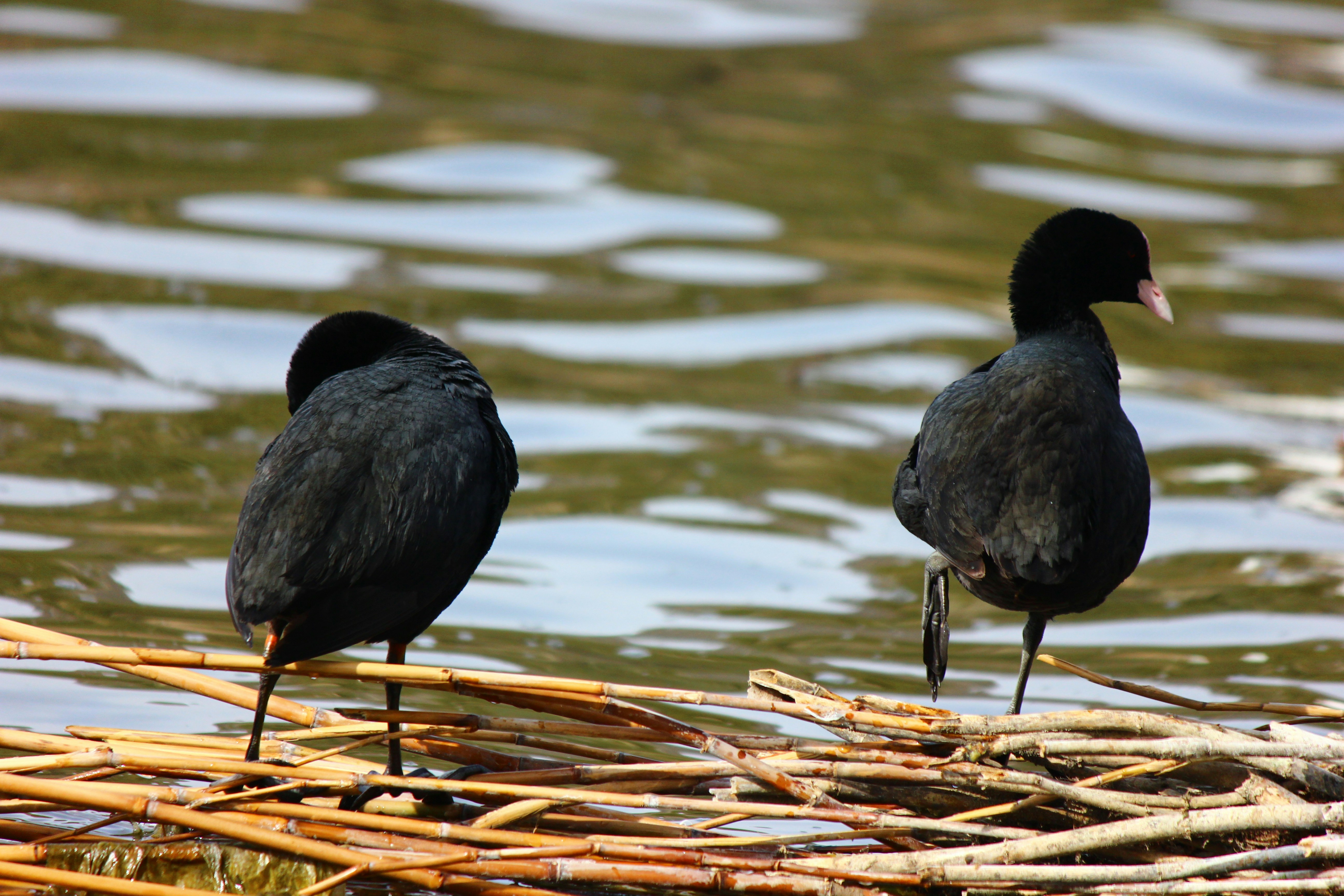 Reed-Raft Rendezvous: Two Black Waterfowl on a Sunlit Tangle