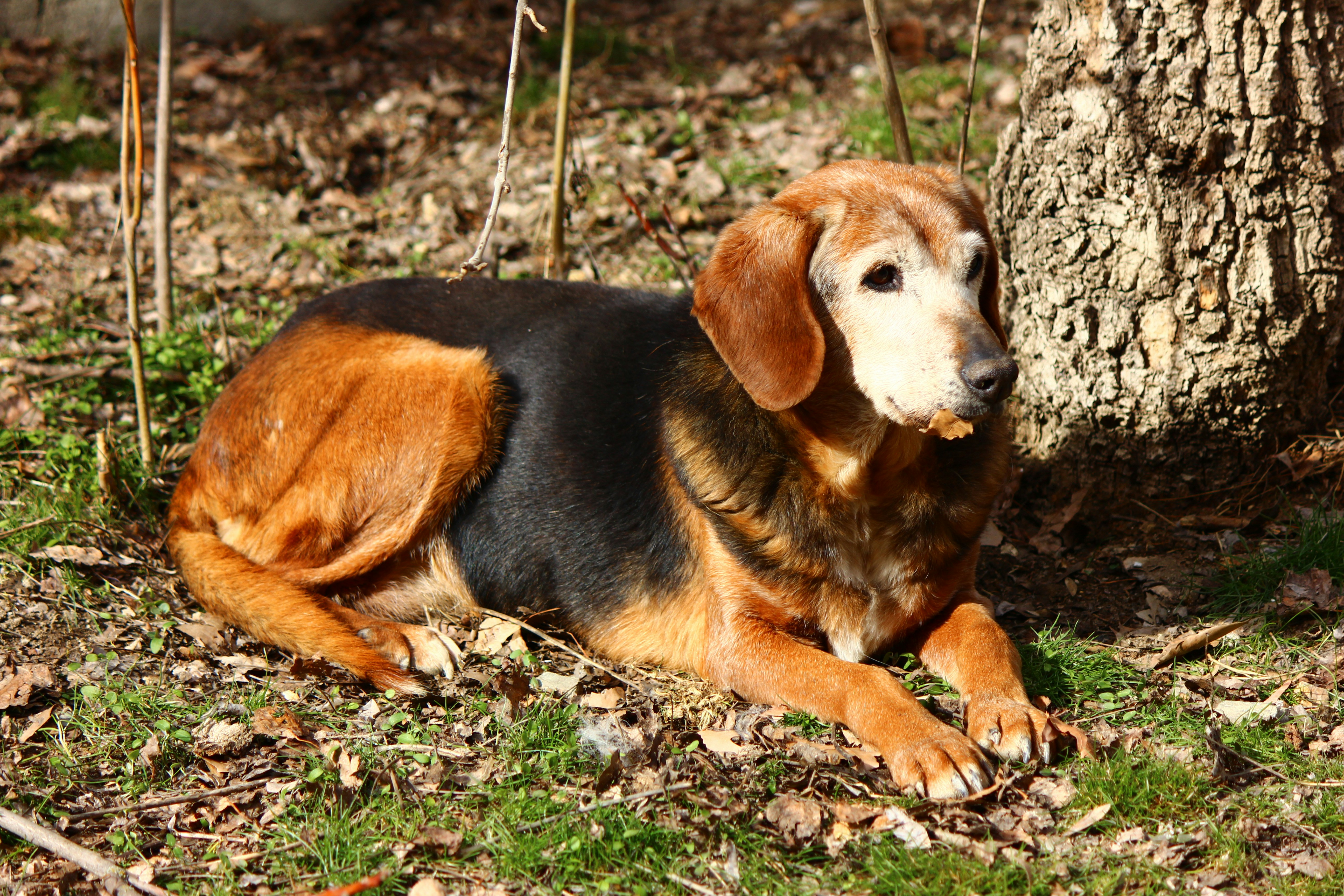 Calm Beagle in Dappled Shade