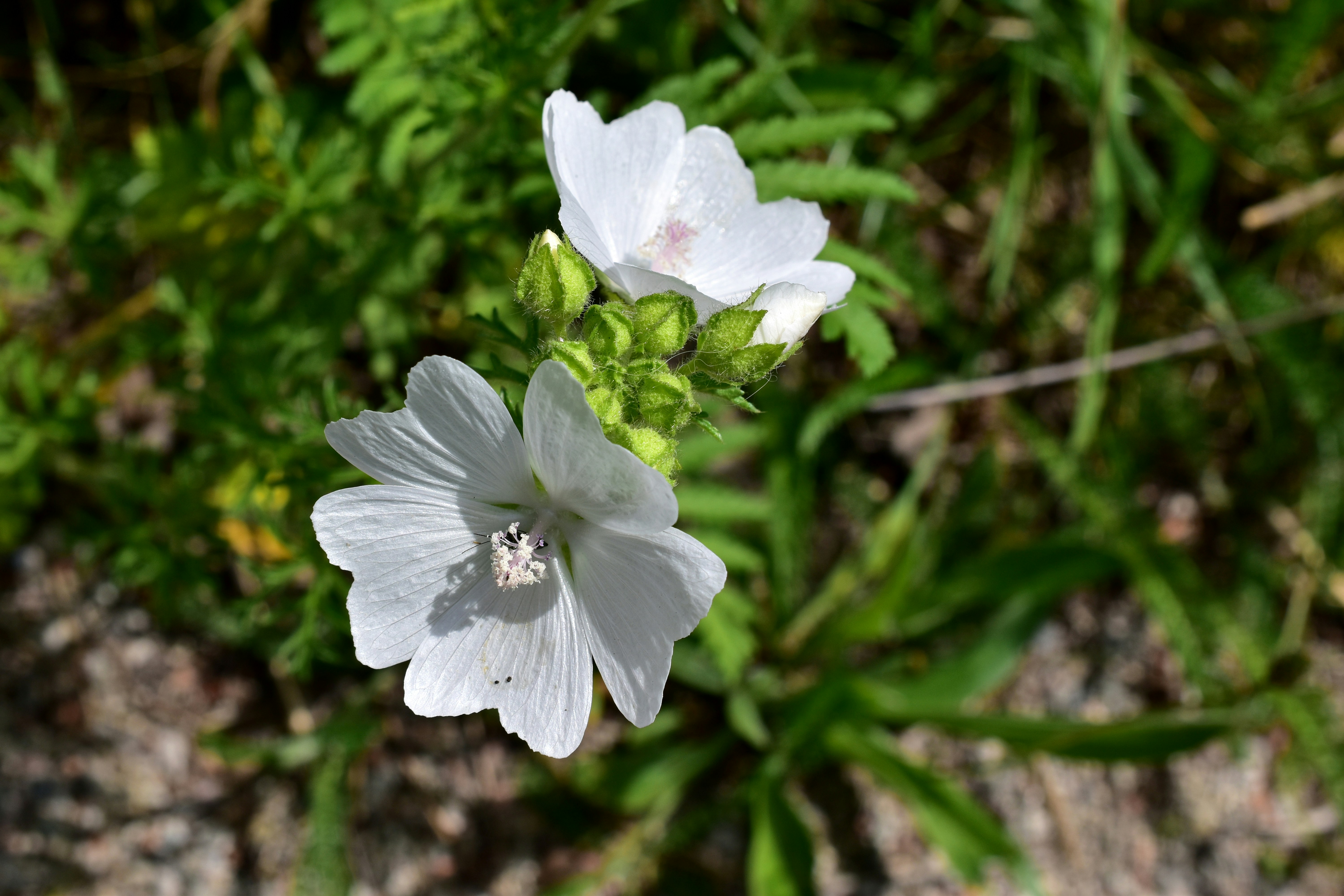 White flowers illuminated by sunlight against a backdrop of green foliage.