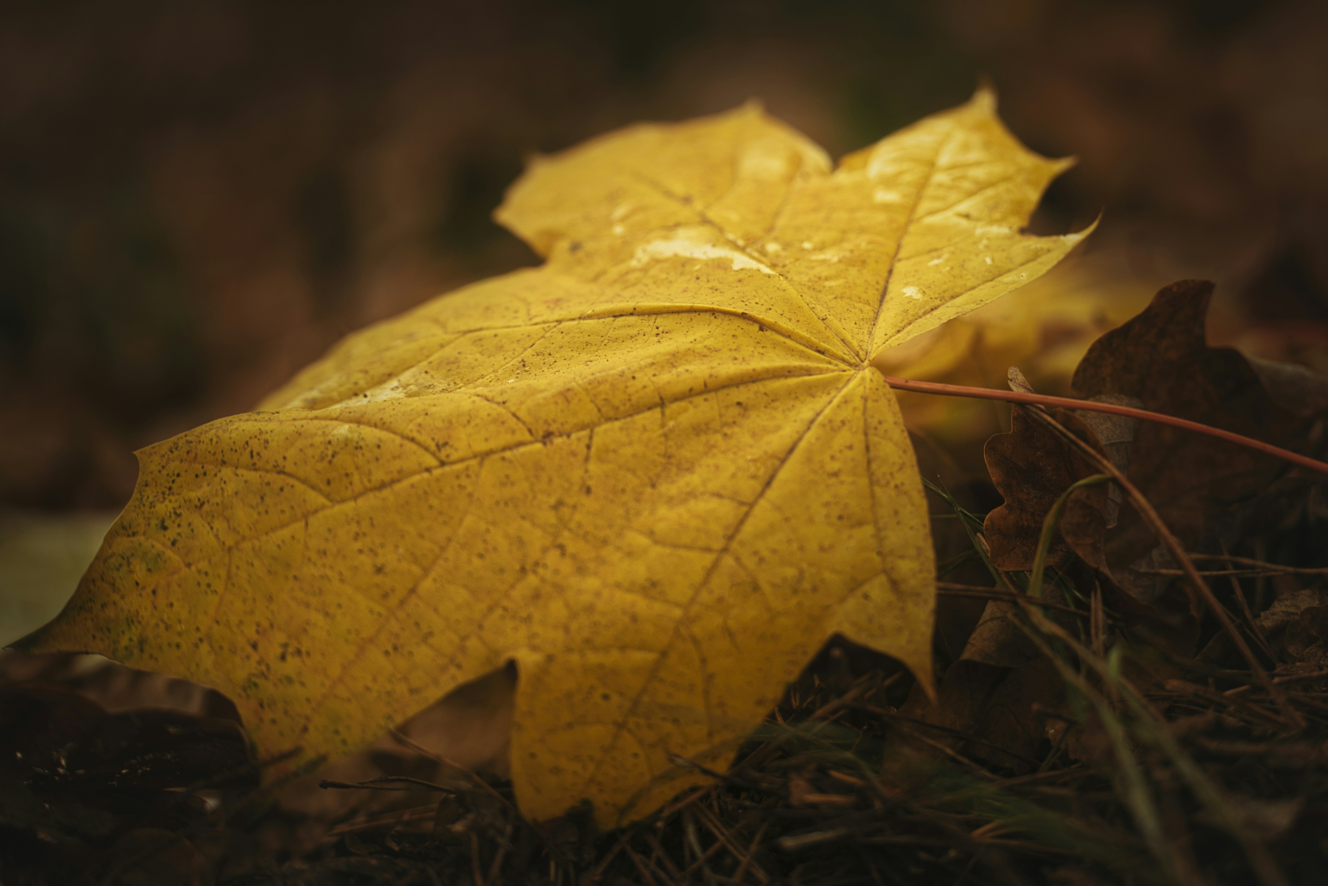Close-up of a yellow maple leaf resting on a forest floor with soft focus background.