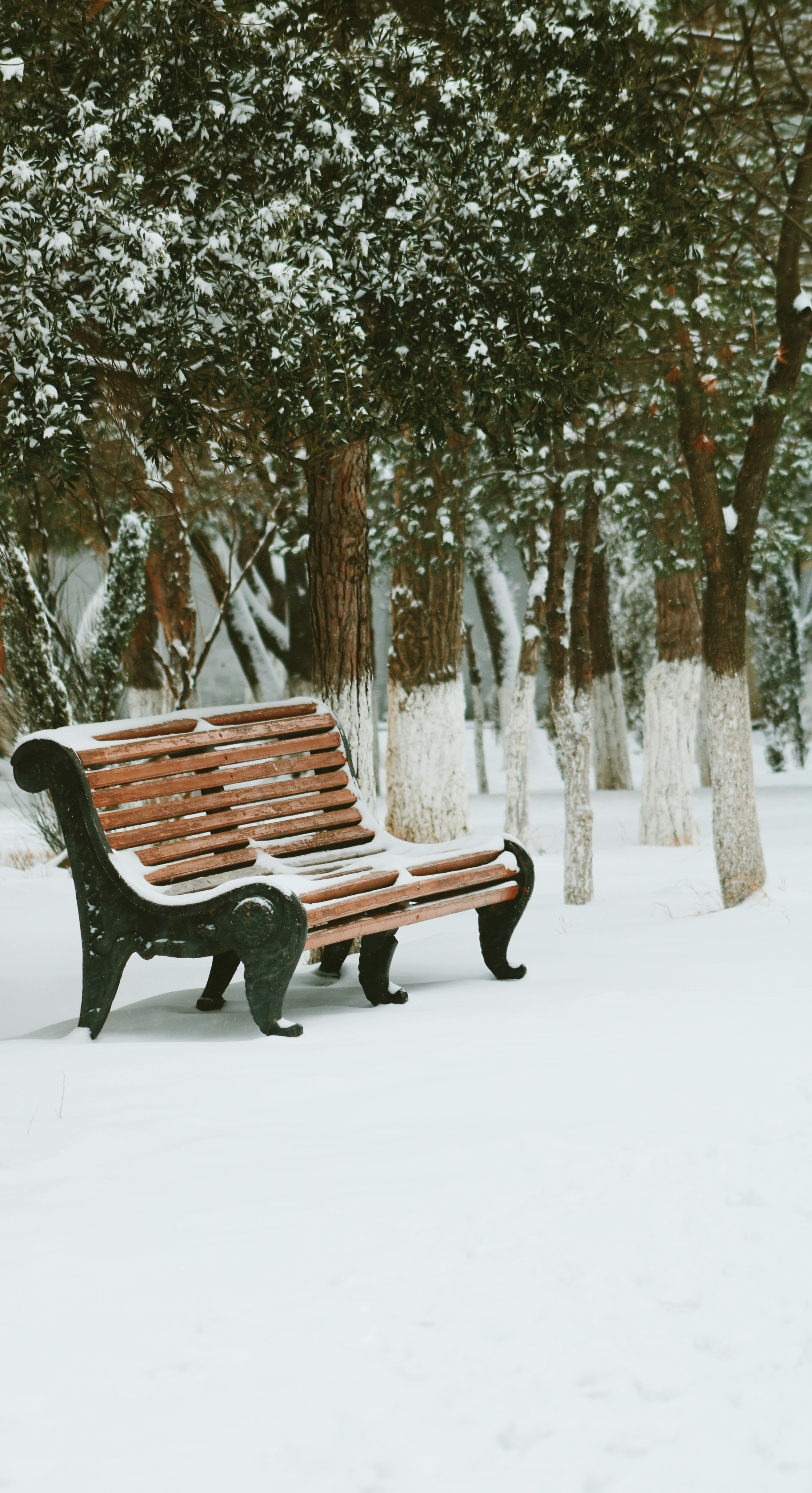 Bəyaz rəngə bürünən canlılar