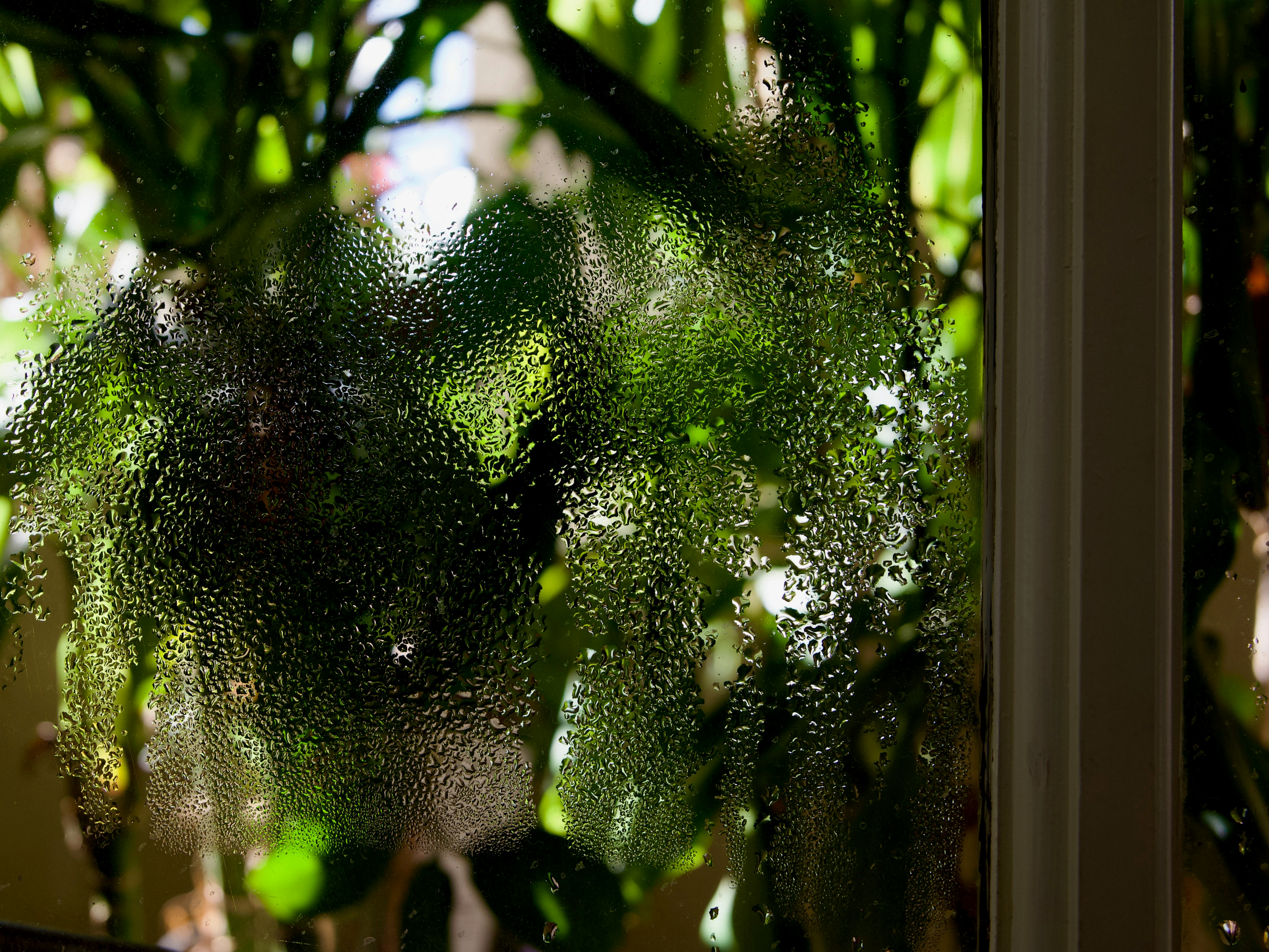 Sunlight filters through droplets on a window, highlighting lush green foliage beyond.