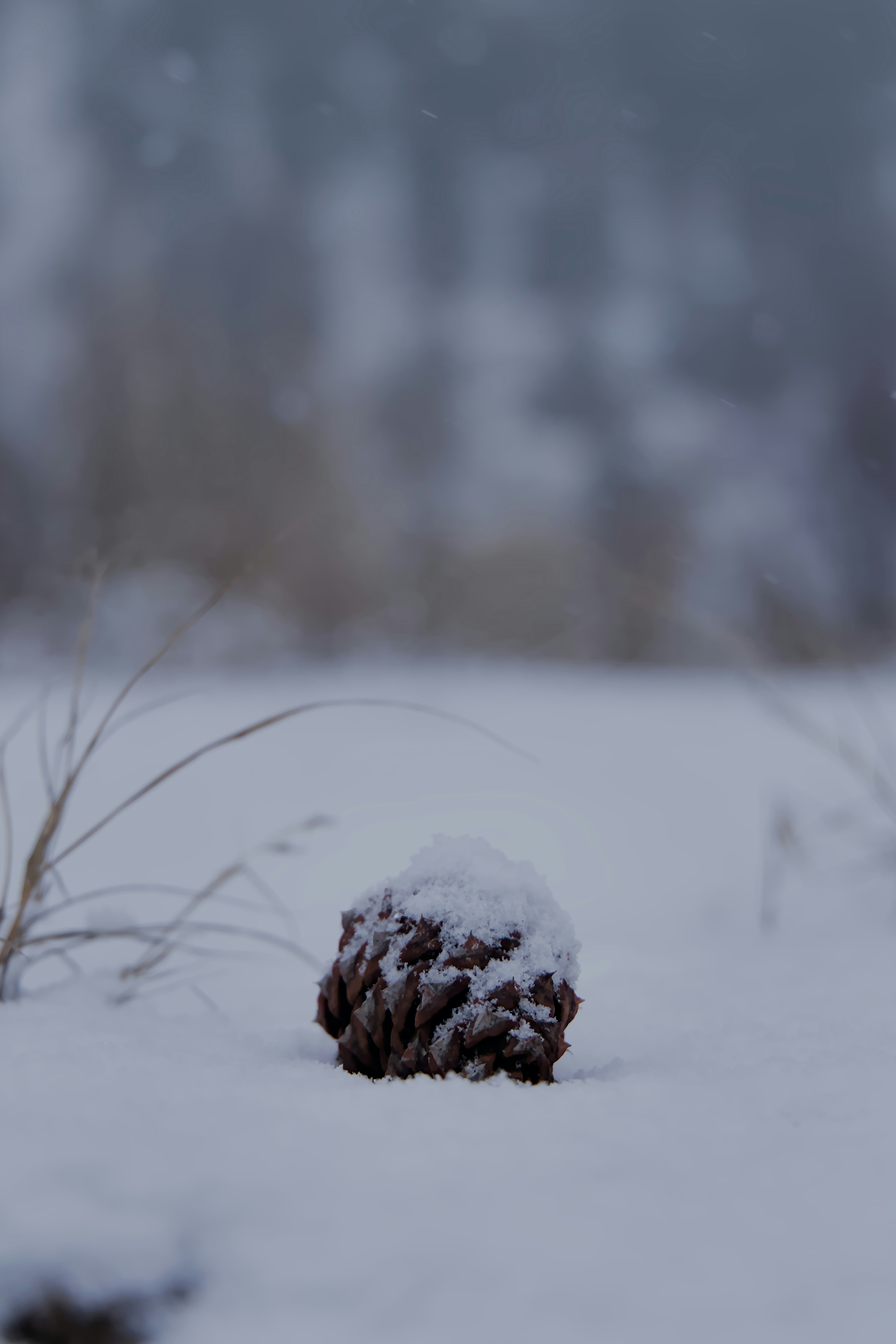 Snow-Kissed Pine Cone in a Quiet Winter Field