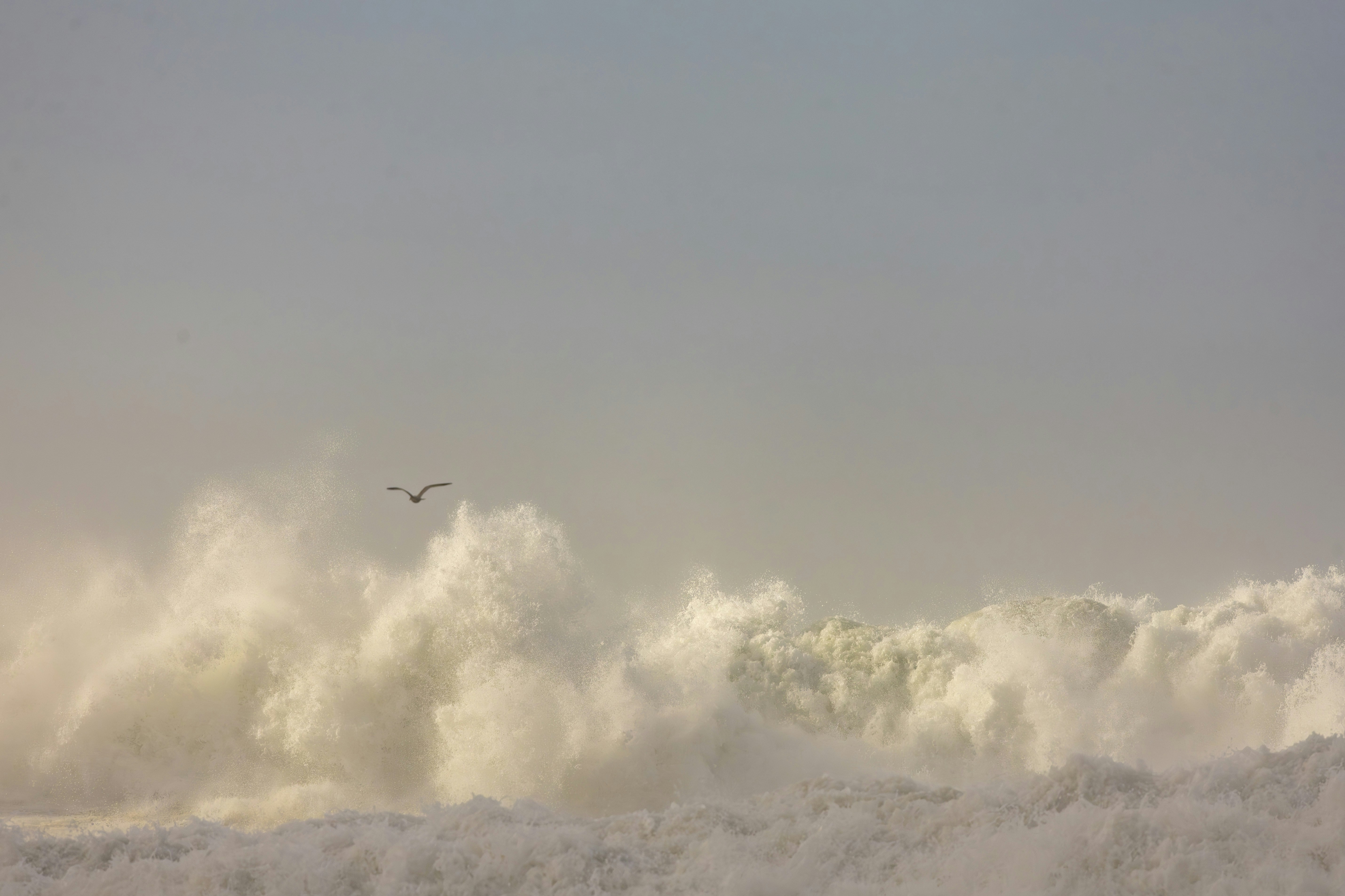 A bird flying over a large wave in the ocean photo – Free Sea Image on ...