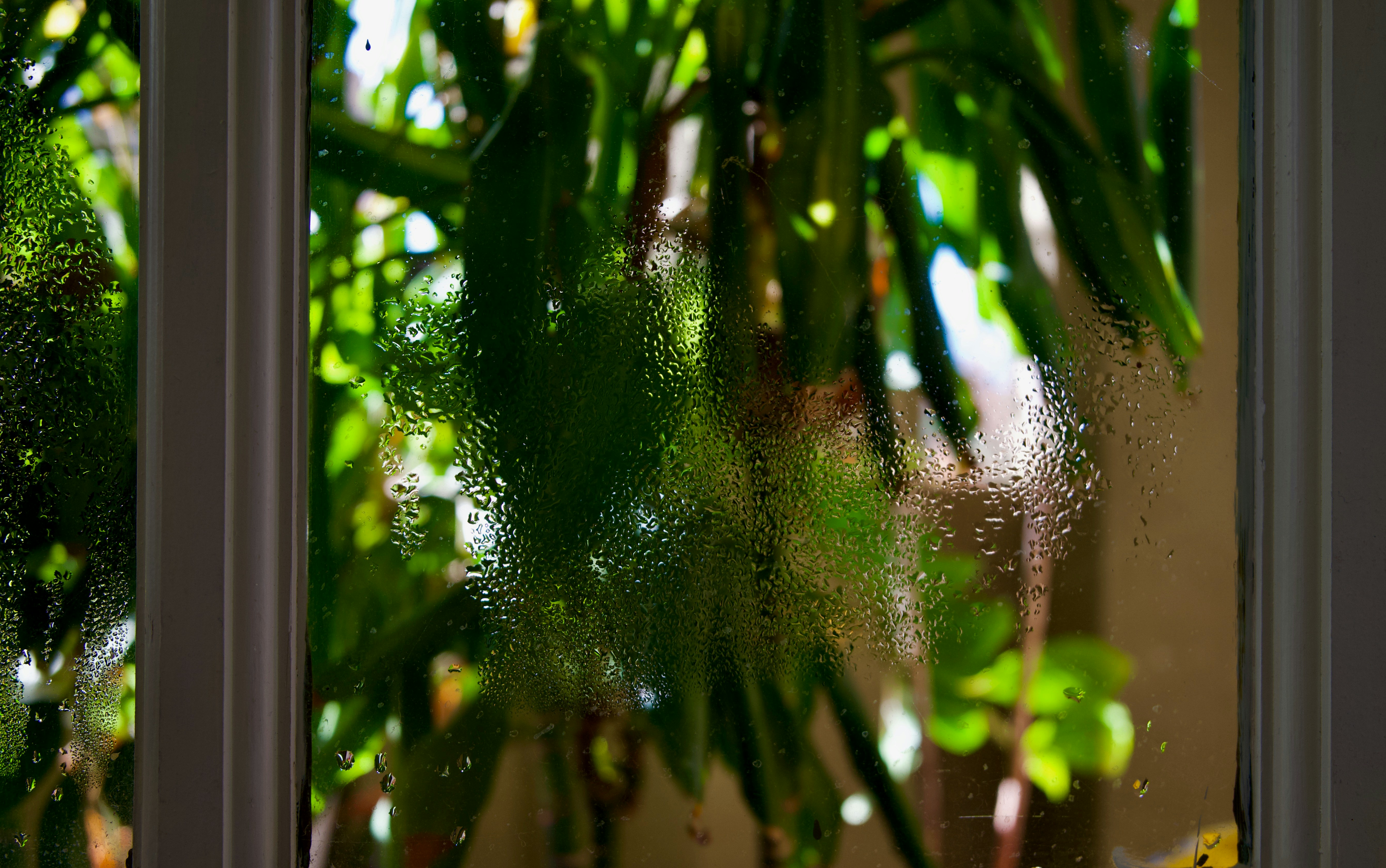 A Glimpse Through Frosted Glass: Greenery Backlit by Morning Light