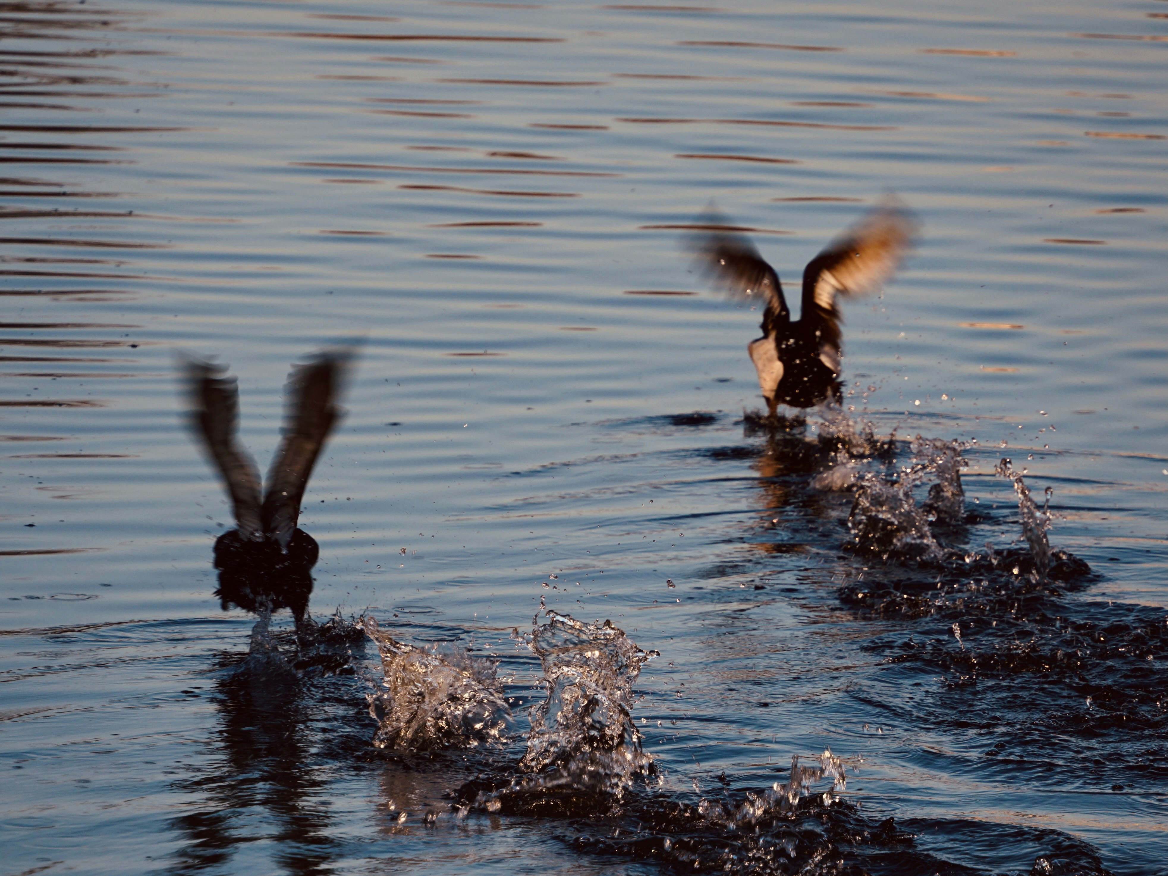 Takeoff Duo: Wingbeats and Water Spray on a Glassy Lake