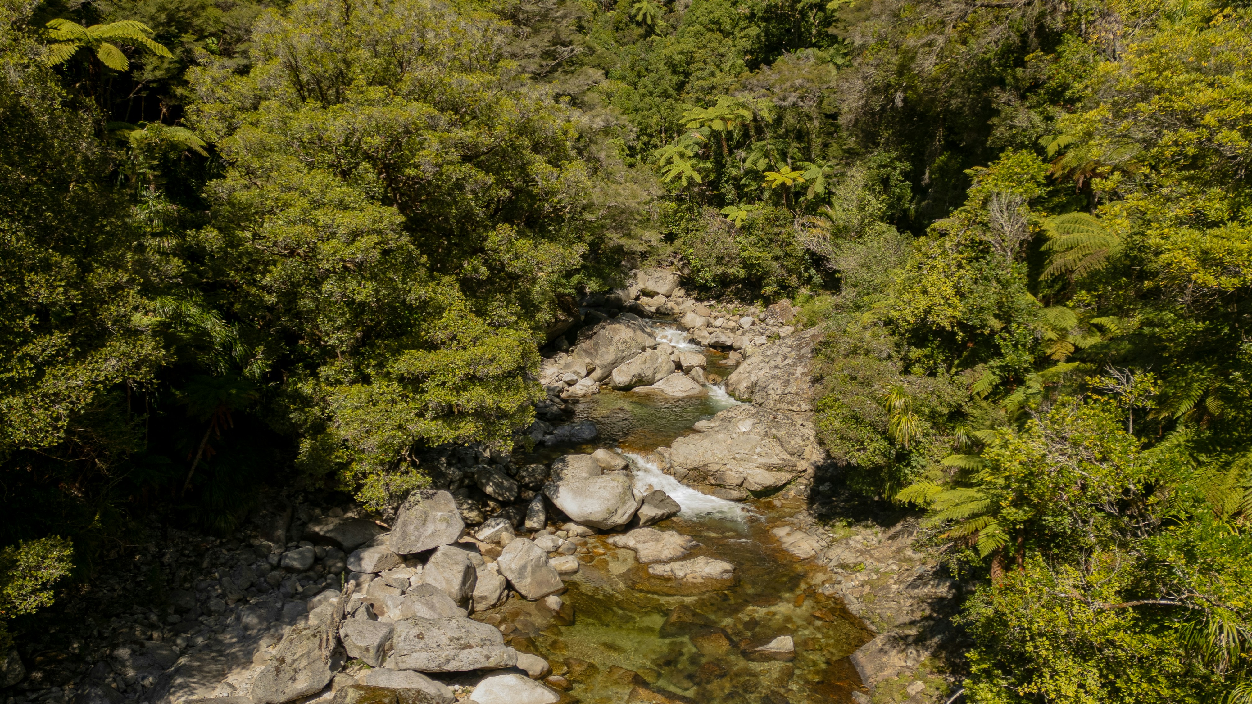 Lush green foliage surrounds a clear stream flowing over rocks in a forested area.