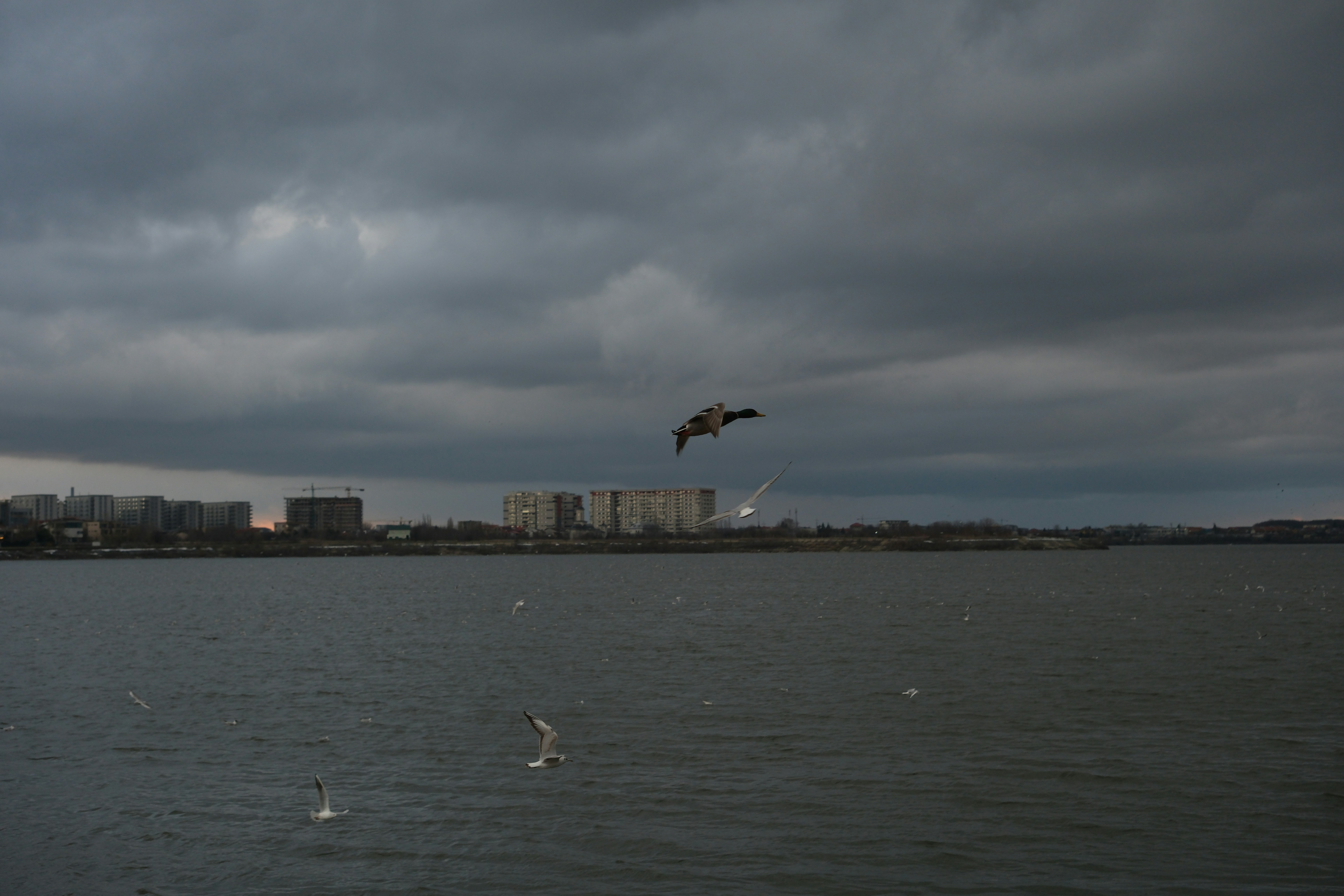 Midflight Gull over a Moody Waterfront: Urban Silhouettes Beneath Stormy Skies