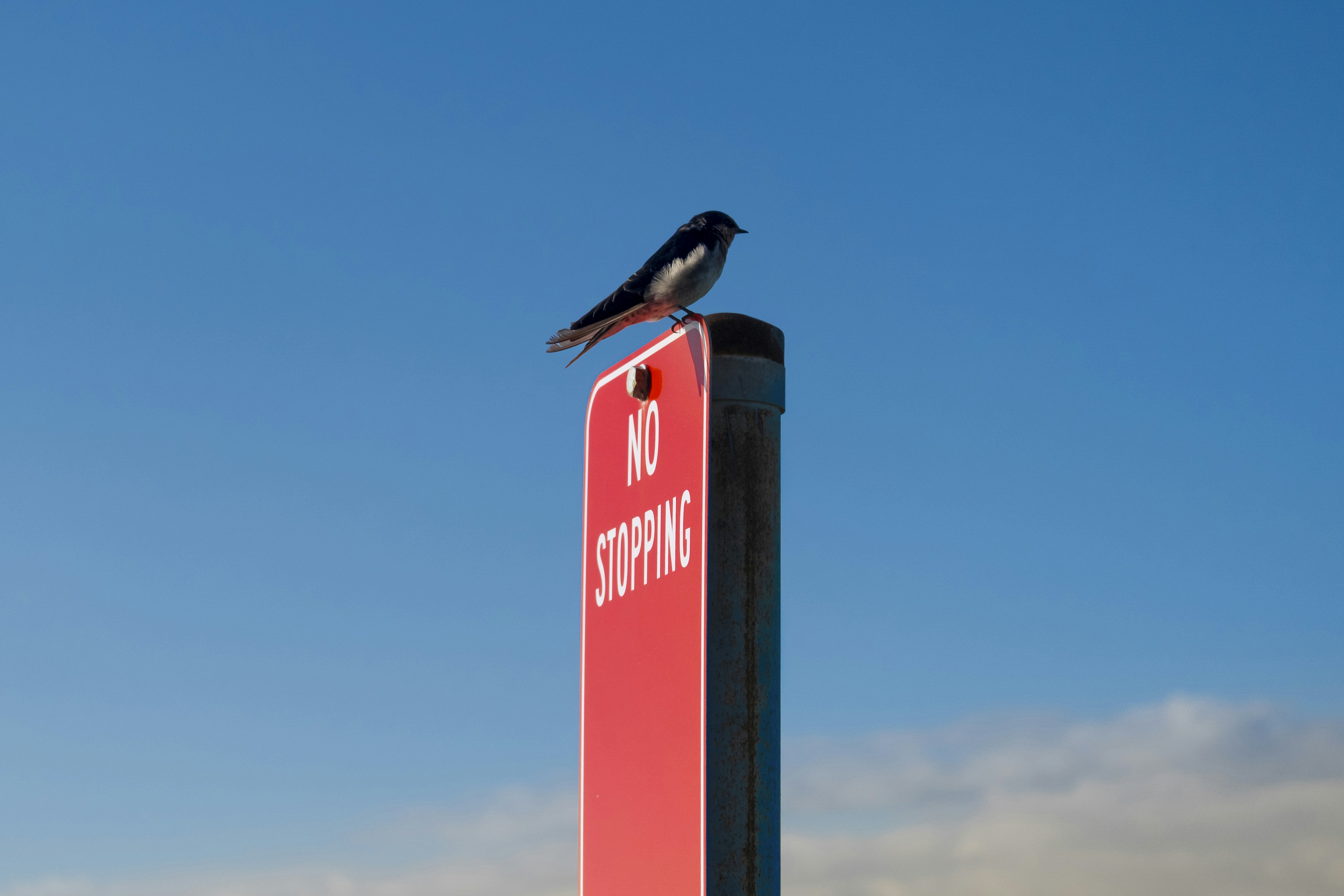 Perched Contradiction at Byron Bay
