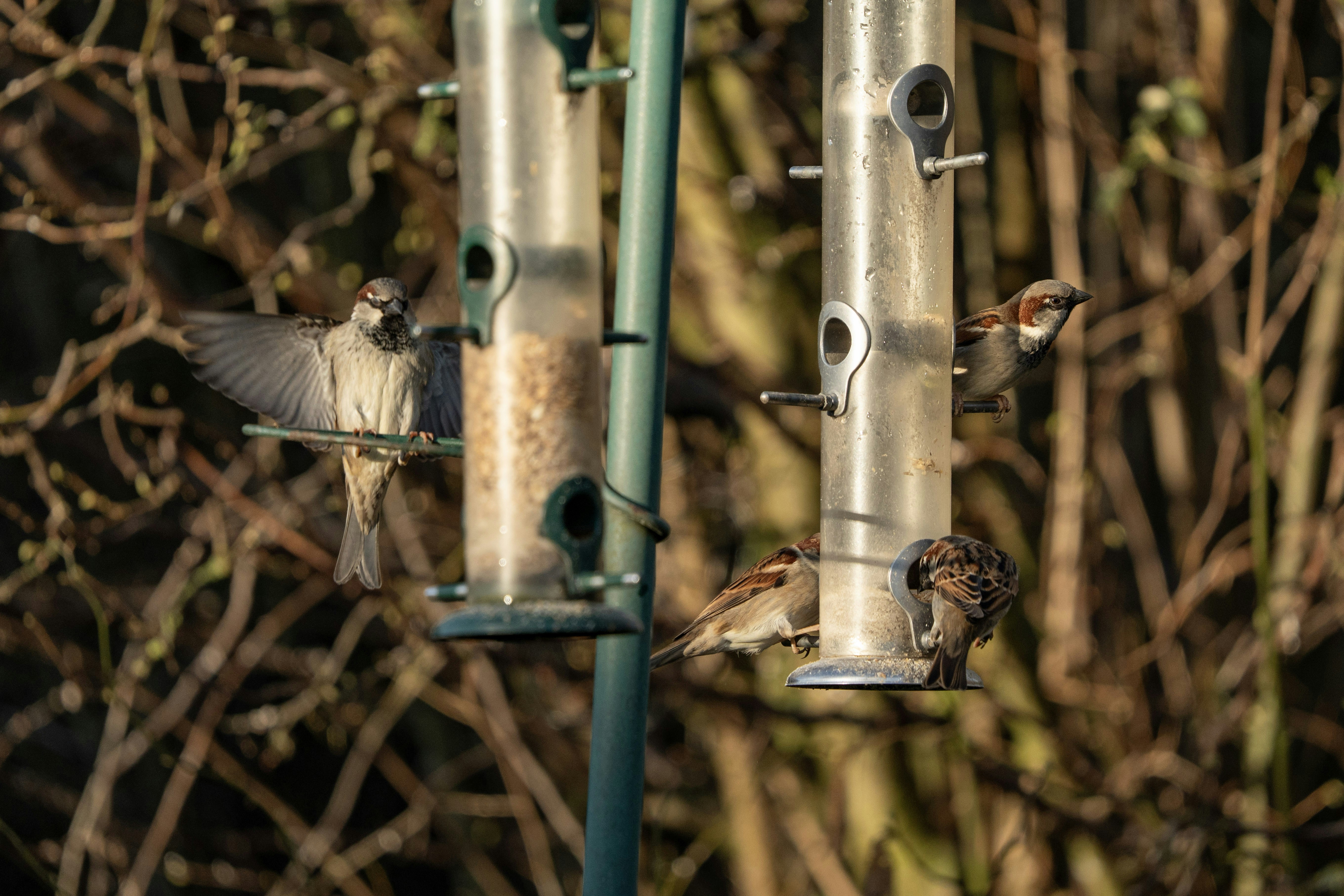 Wingbeat at the Feeder: Sparrows in Sunlit Silence