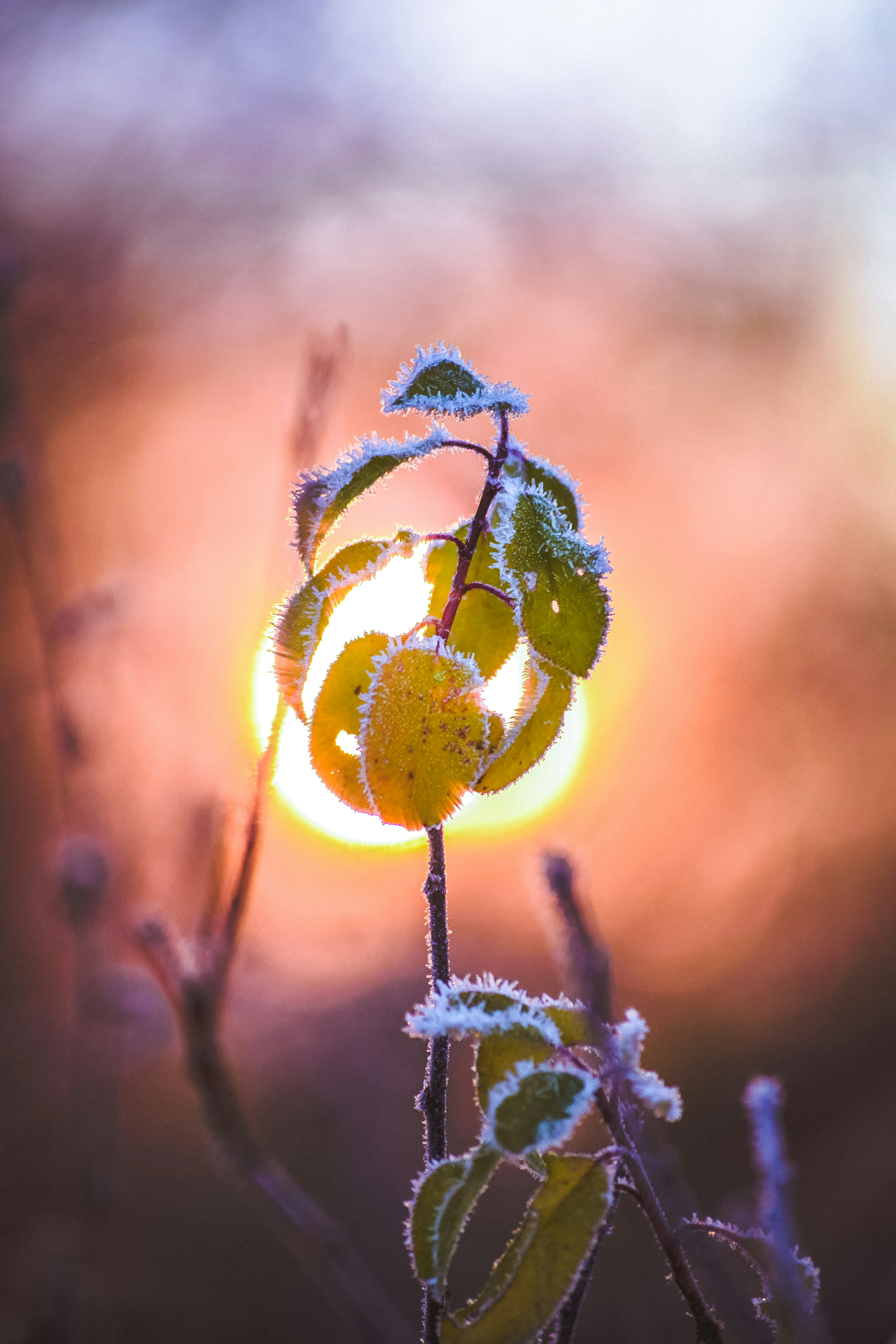 Dawn's Frost: A Frost-Kissed Bud Framed by a Solar Halo