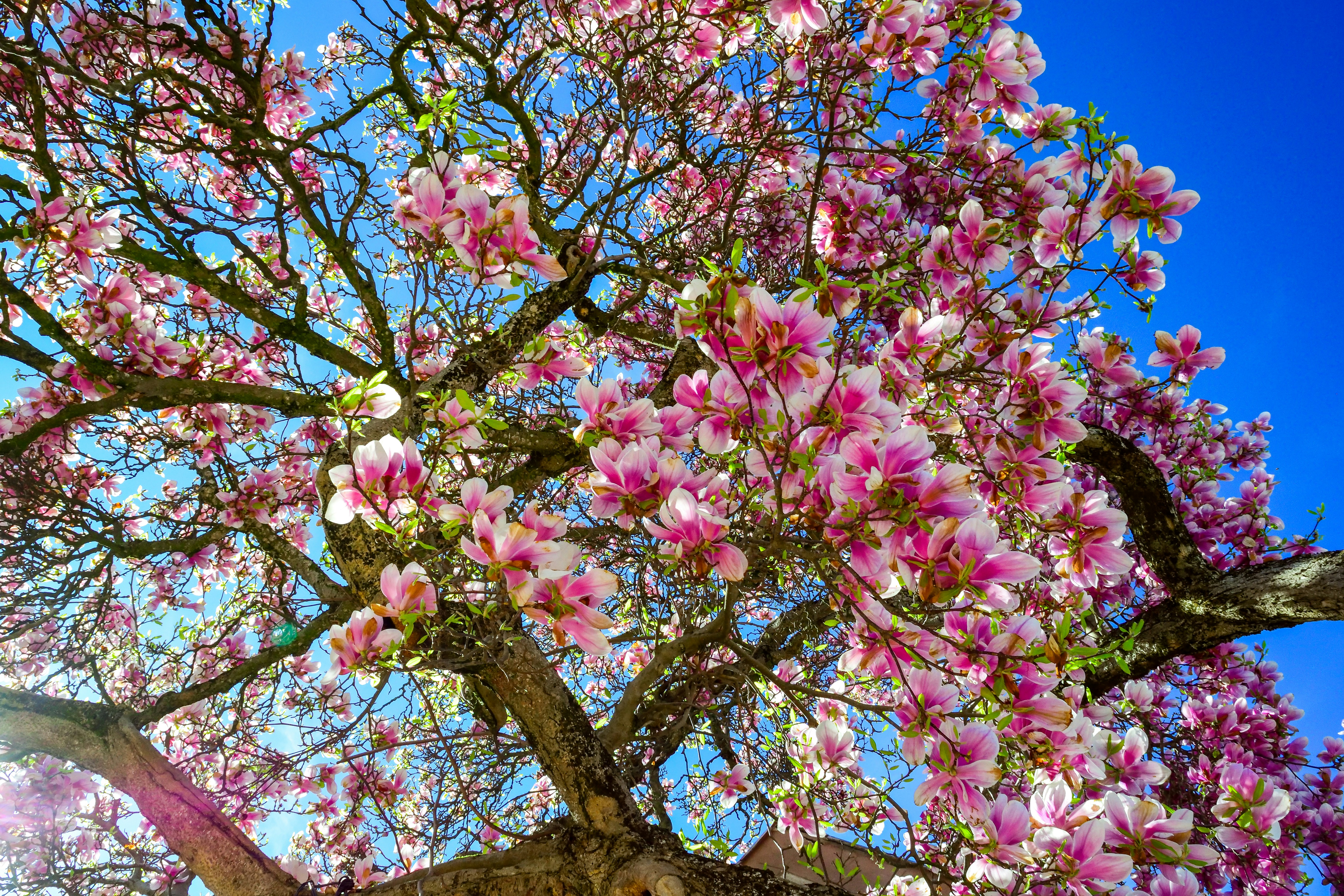 Magnolia Canopy Against Azure Skies