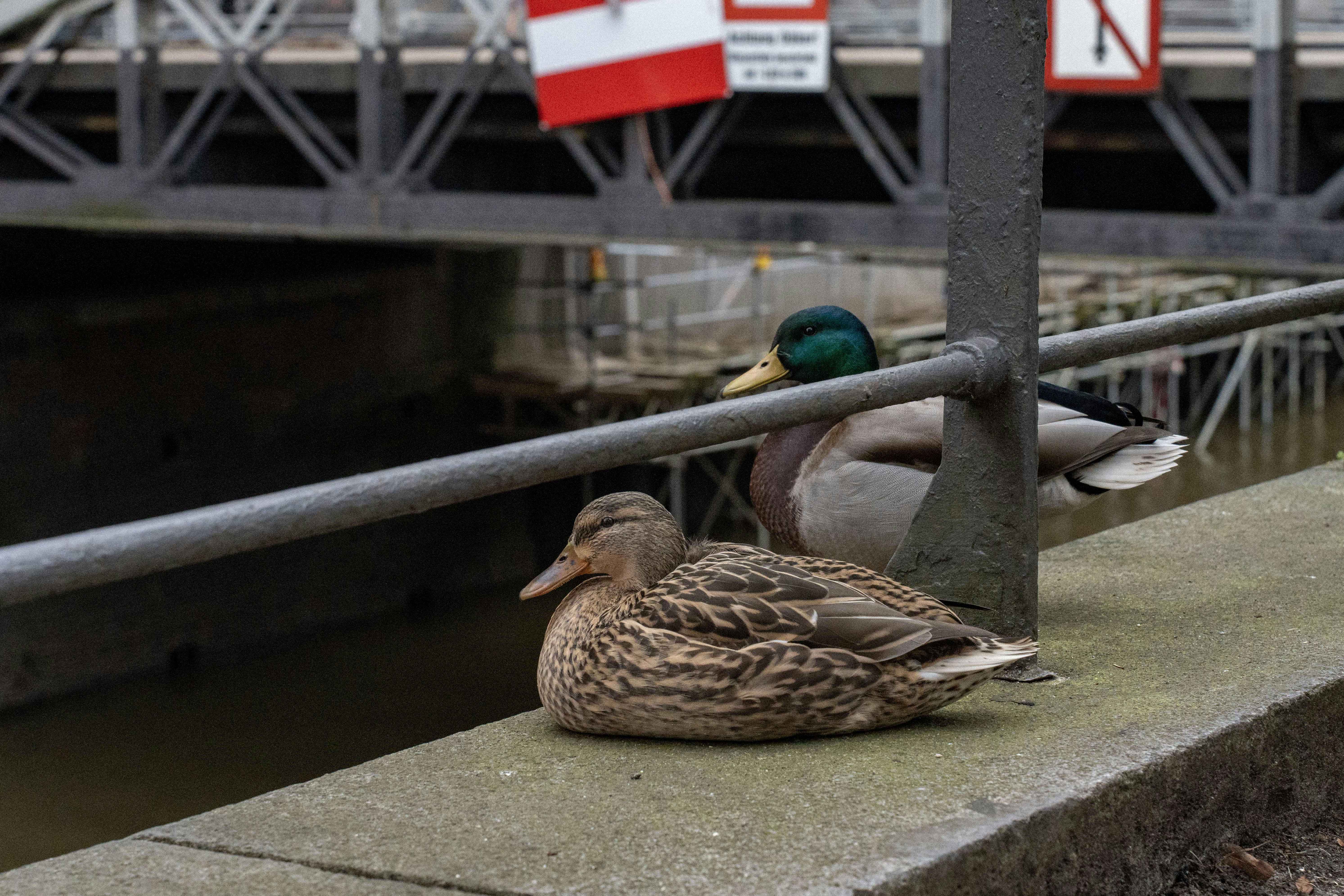 A couple of ducks sitting on the side of a road
