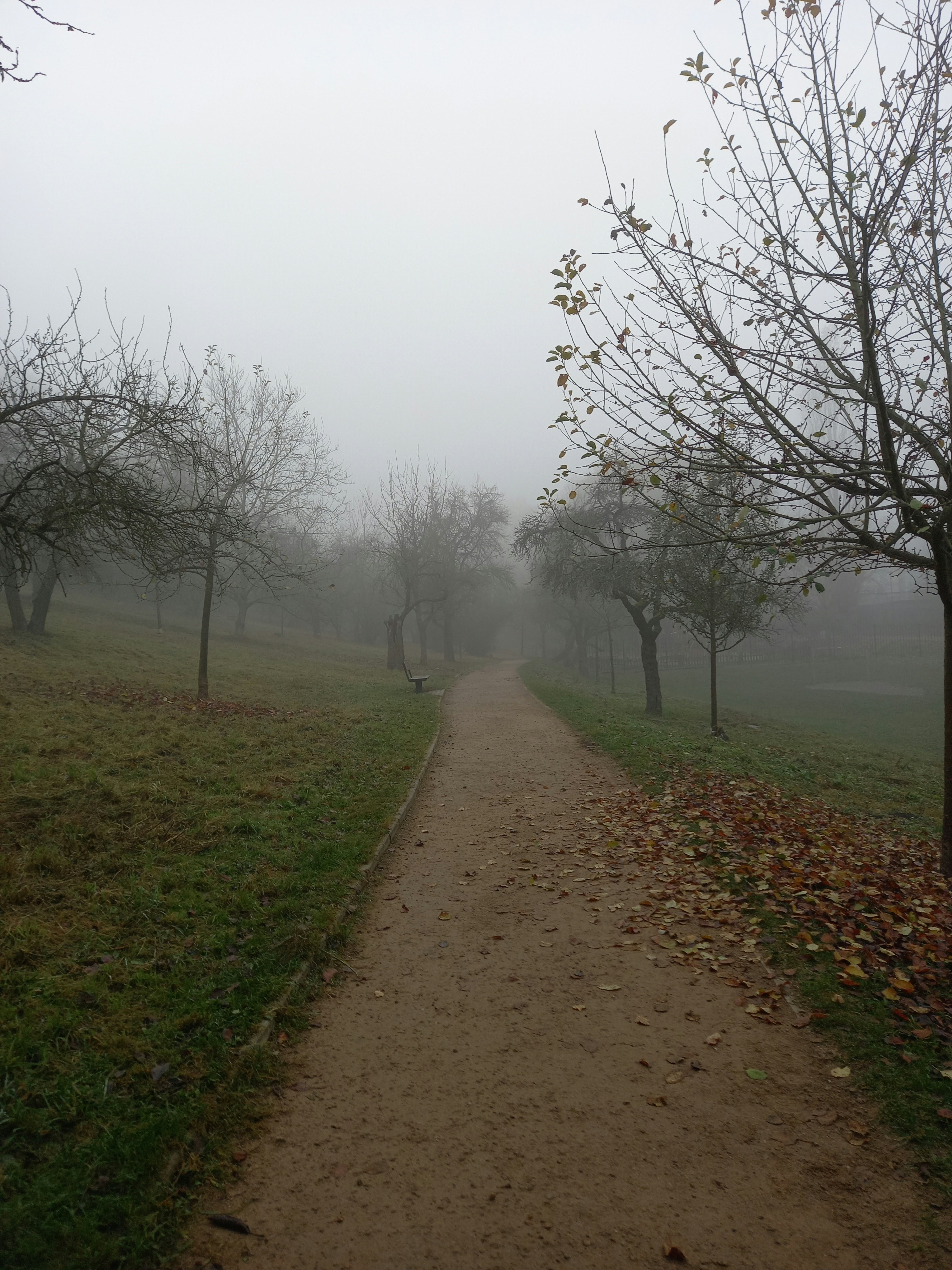 Vanishing Path: Fog-Wrapped Orchard Walk