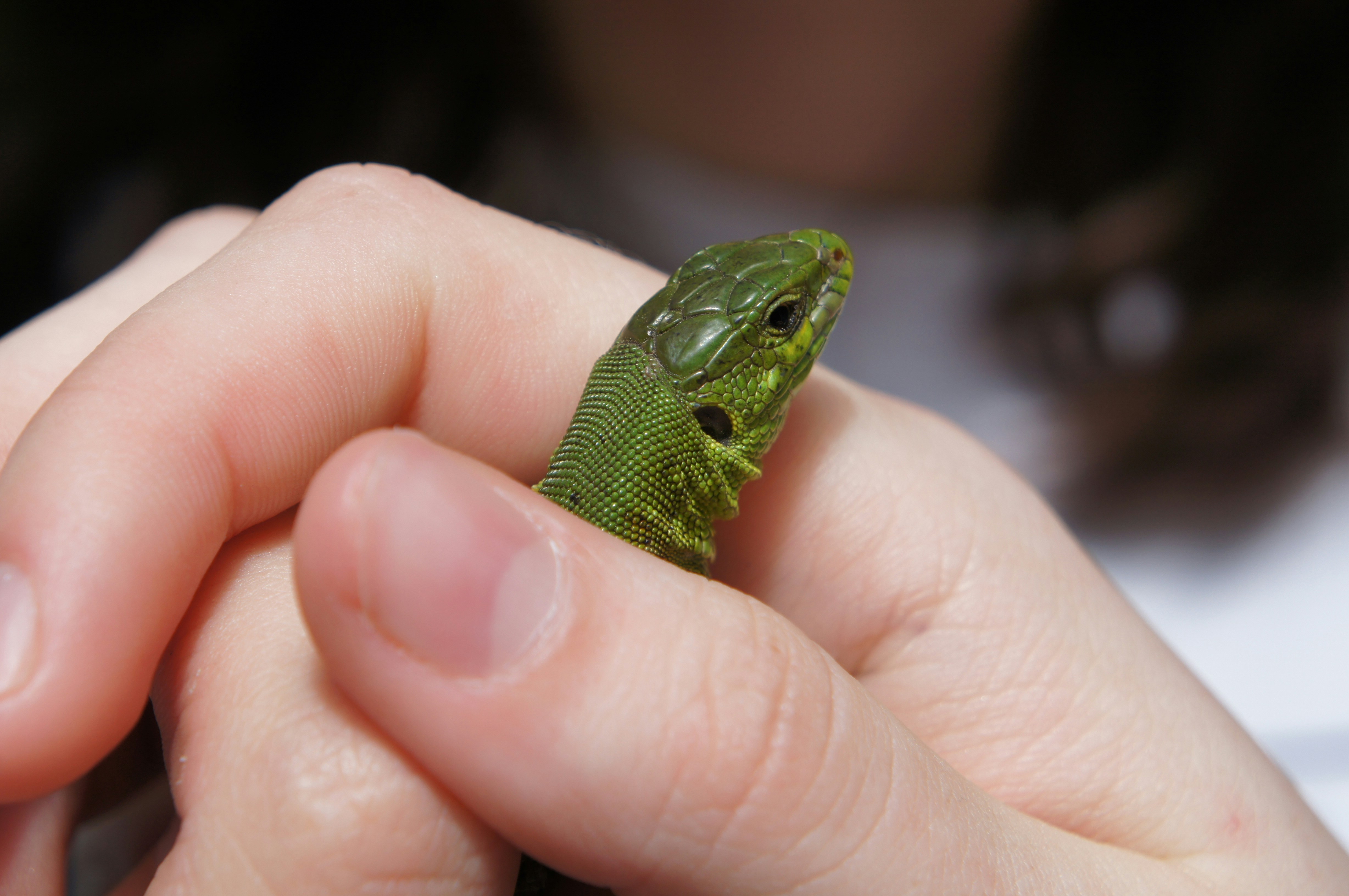 Cradled Jade: close-up of a green lizard's head in human fingers