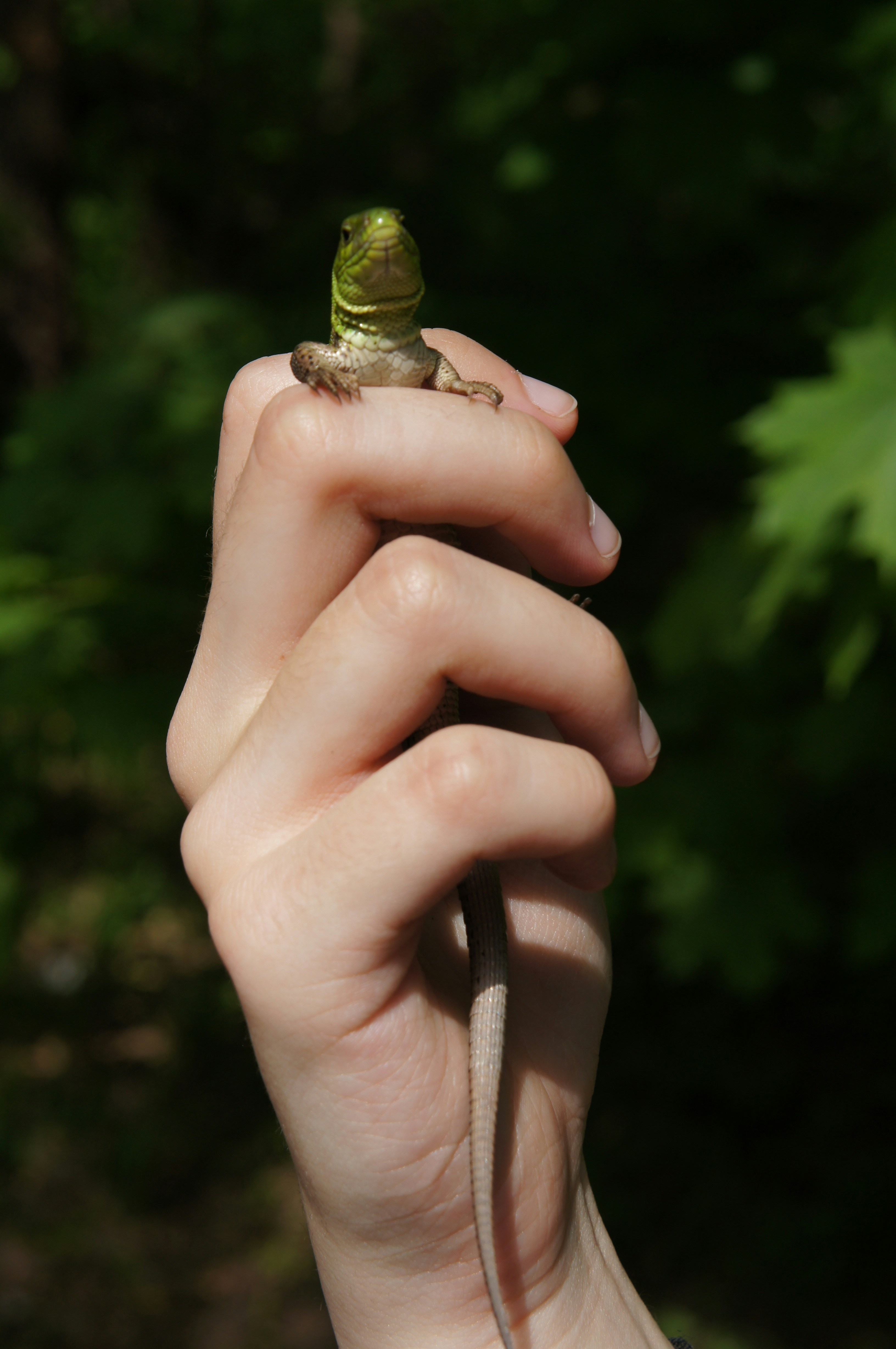 Close-up of a small green lizard perched on a hand, with a blurred forest backdrop.