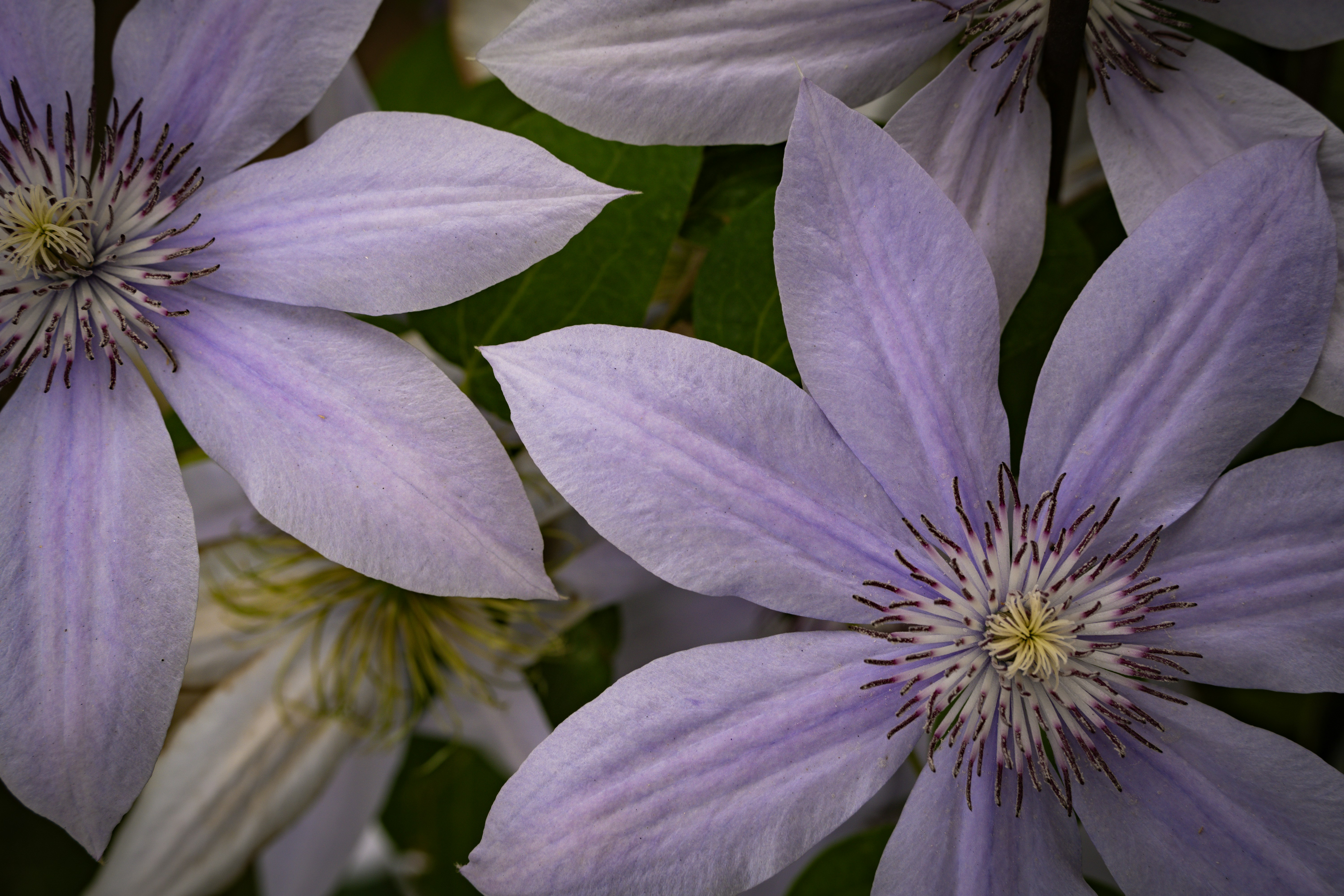 Lavender clematis flowers with intricate petals and detailed centers set against lush green leaves.