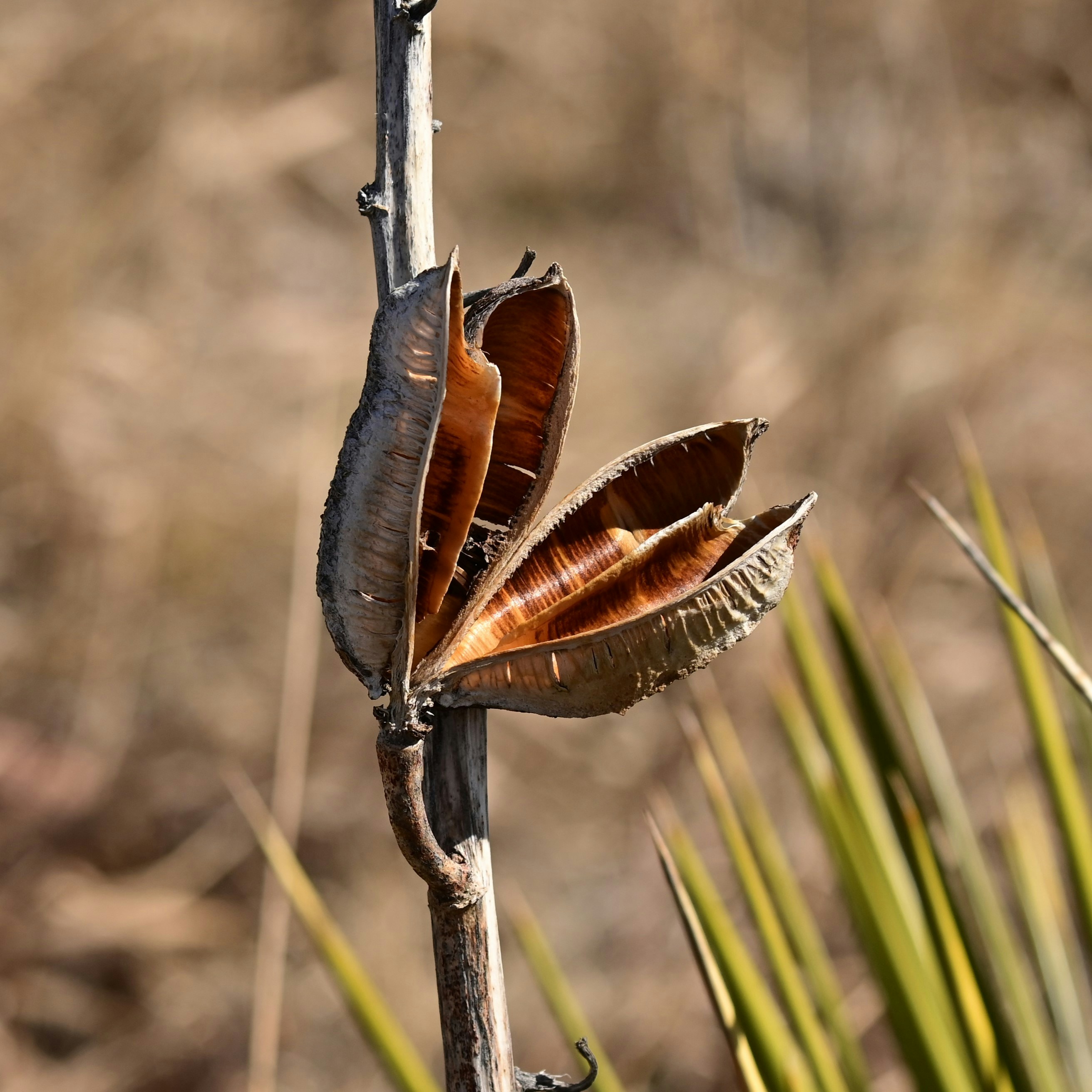 Amber Fold on a Withered Branch: A Quiet Macro Portrait