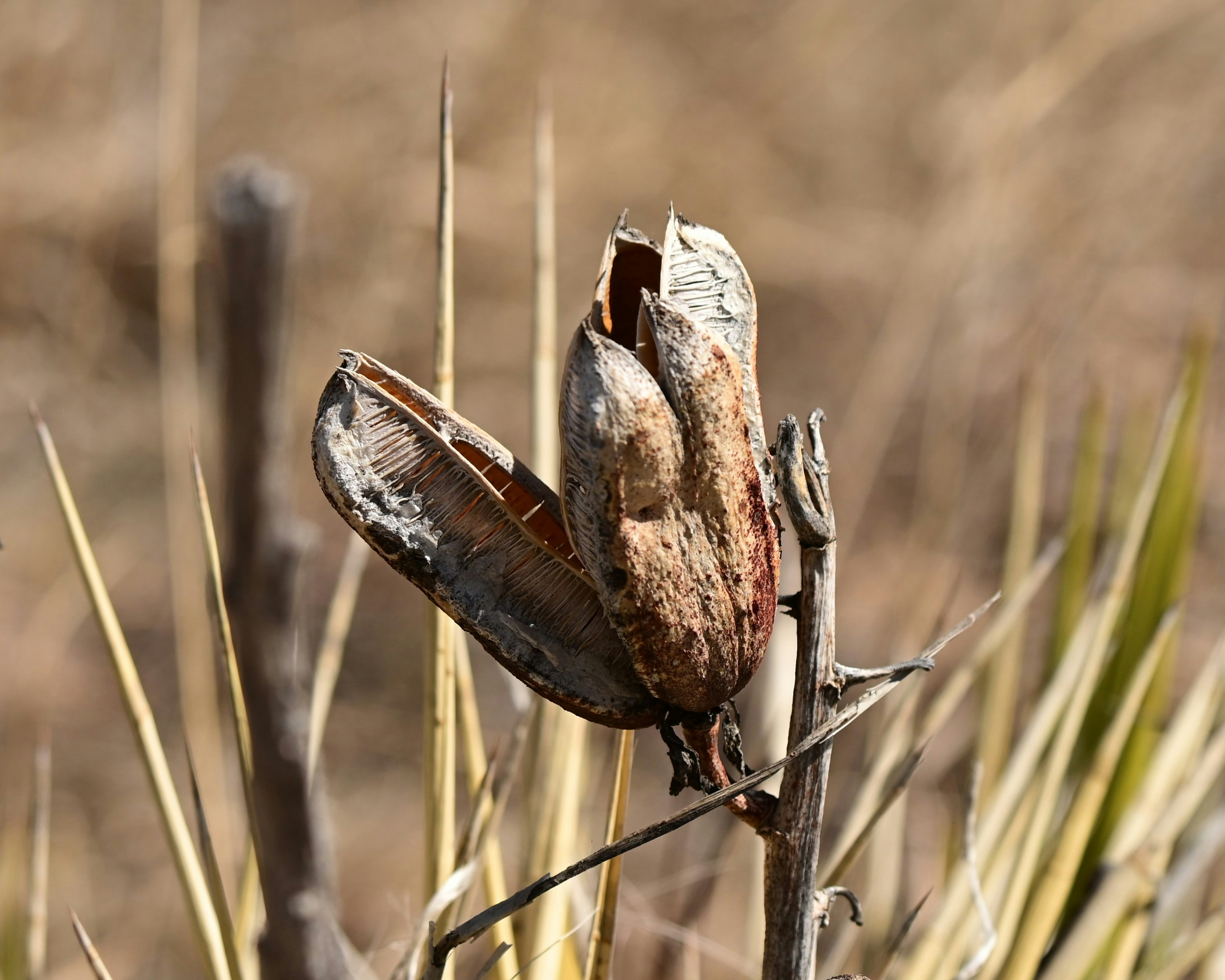 Desiccated Pod Rising from Weary Stalks