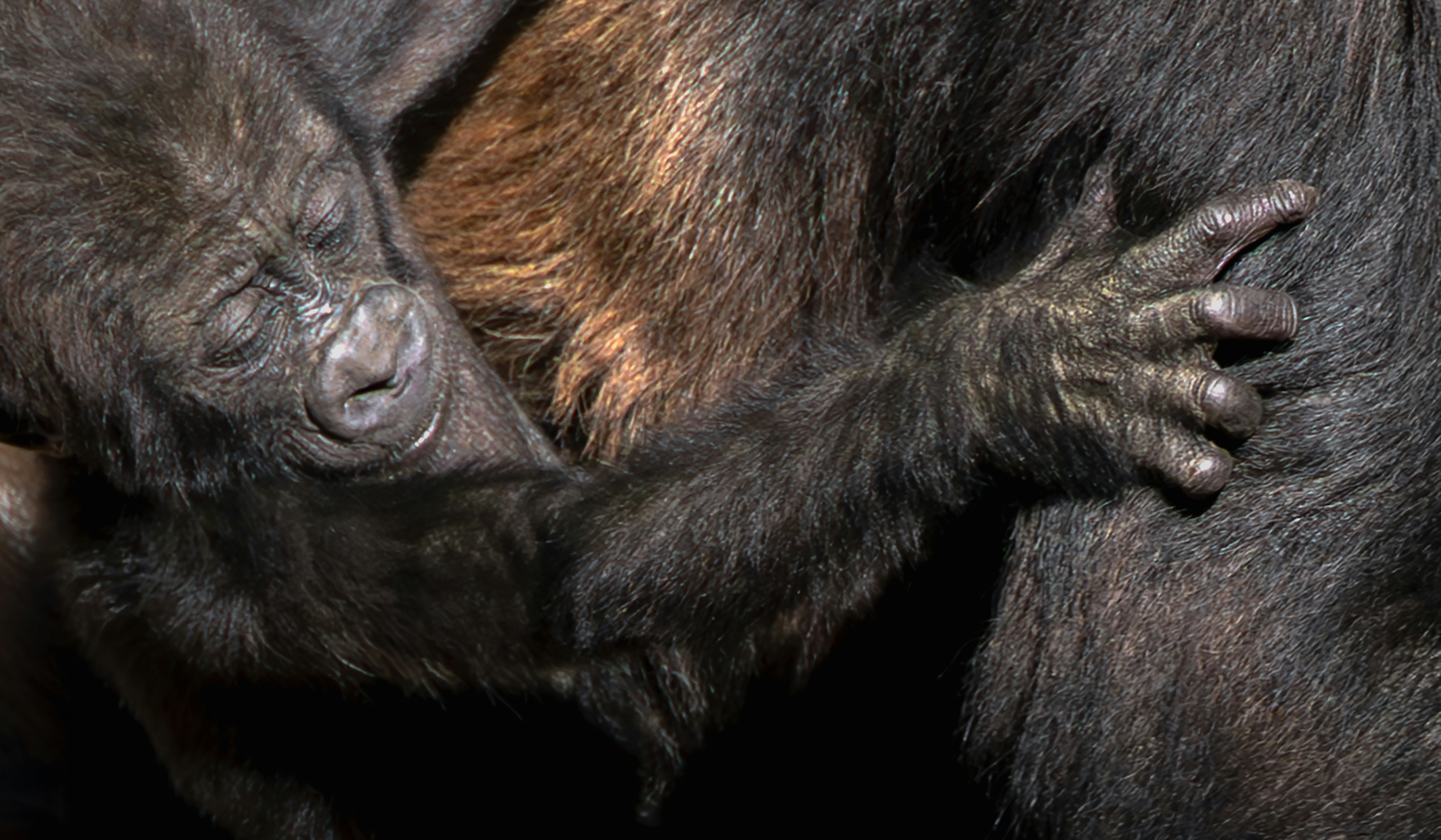 Baby gorilla clings to its mother in a close, intimate moment.