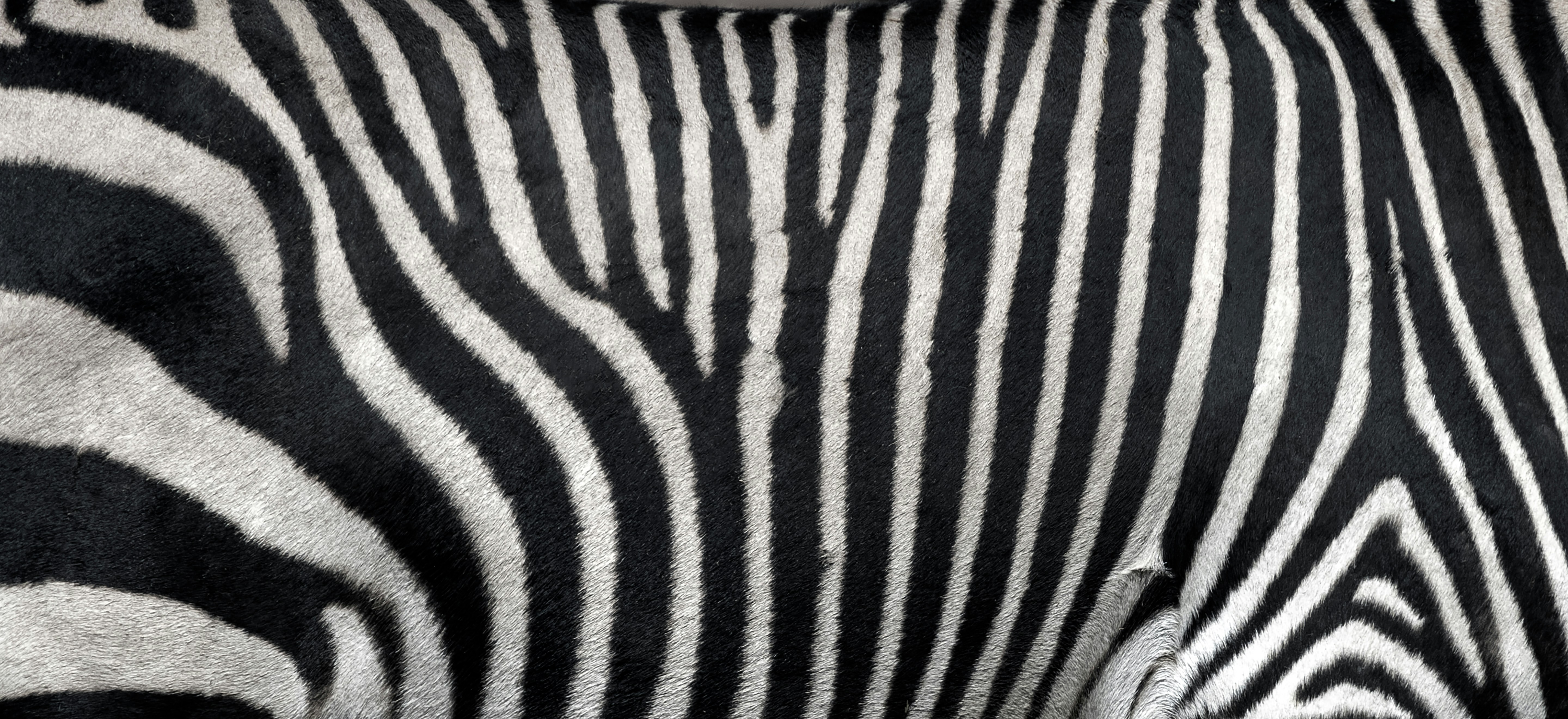 Close-up of zebra's black and white stripes creating an abstract pattern.