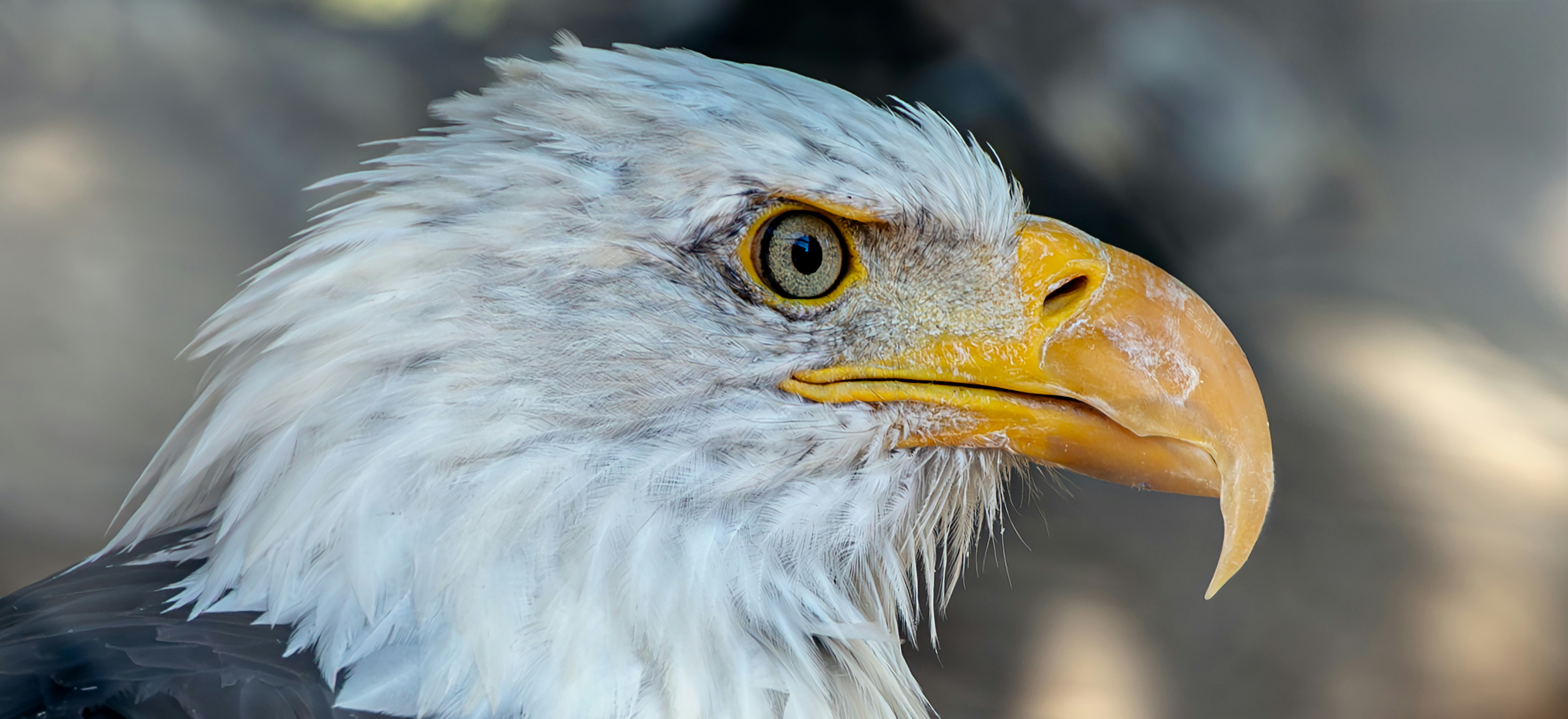 A close up of a bald eagle's head photo – Free Bird Image on Unsplash