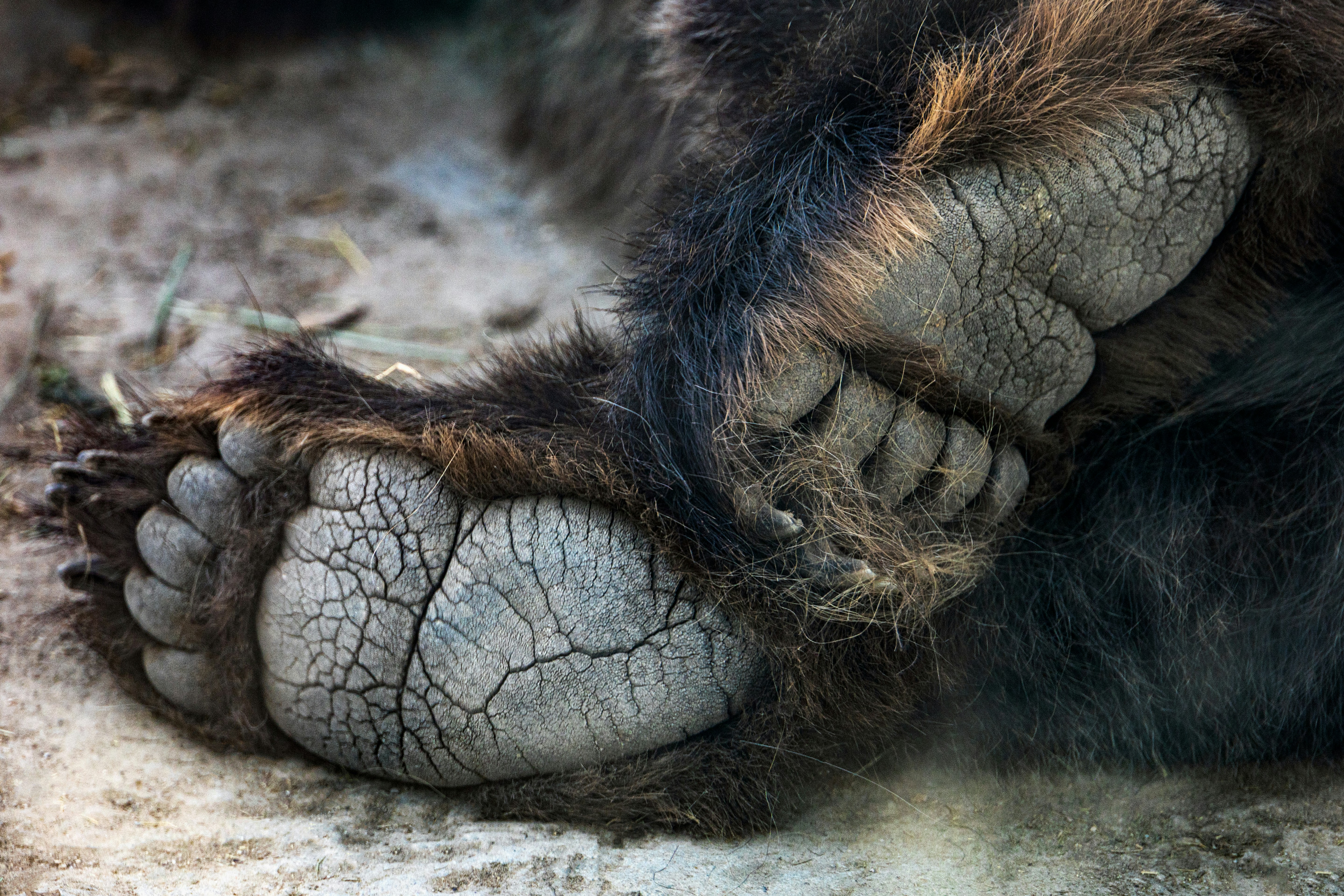 A close up of a bear's paw and claws photo – Free Bear Image on Unsplash