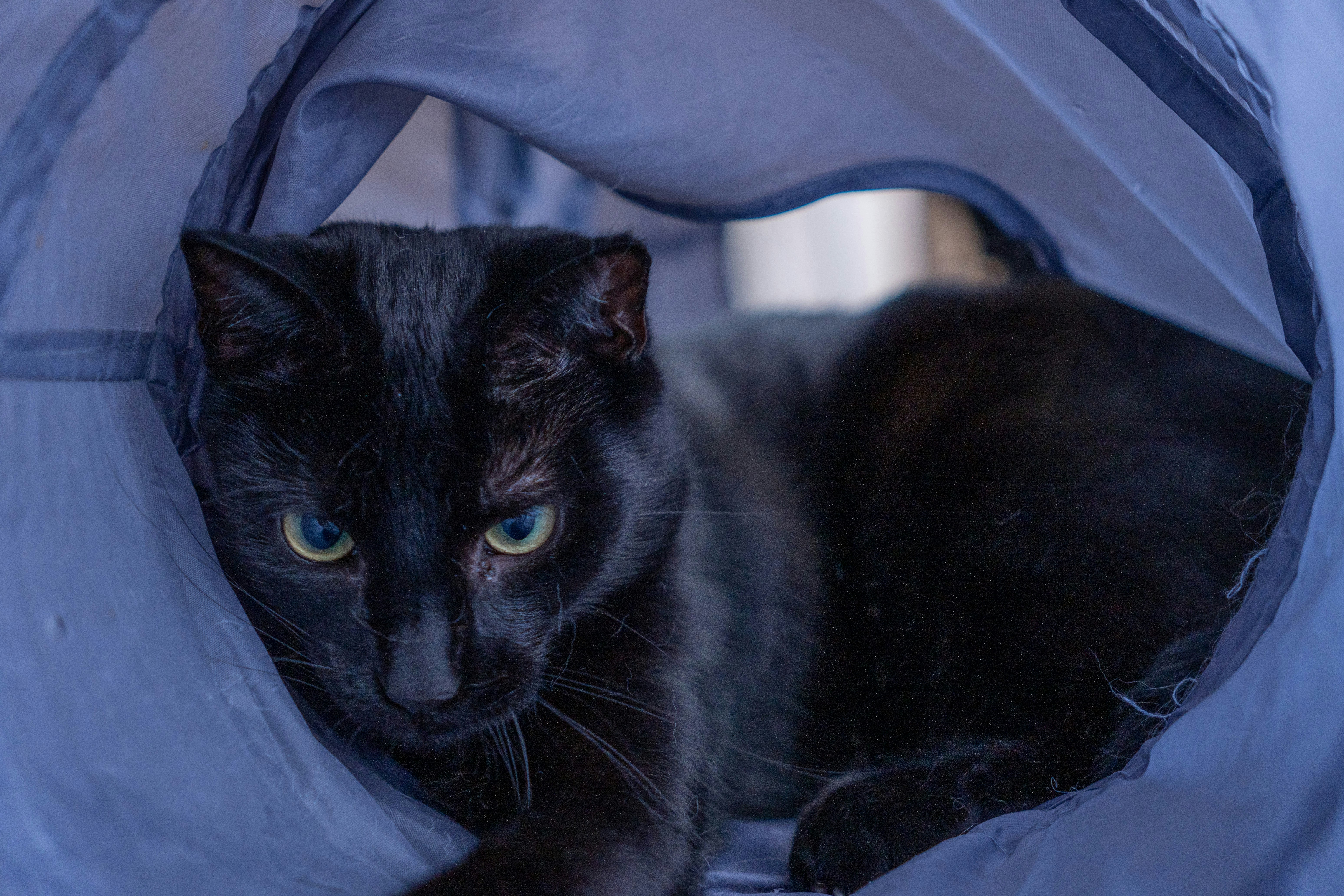 Shadowed Prowler: A Black Cat Surrounded by Soft Blue Light