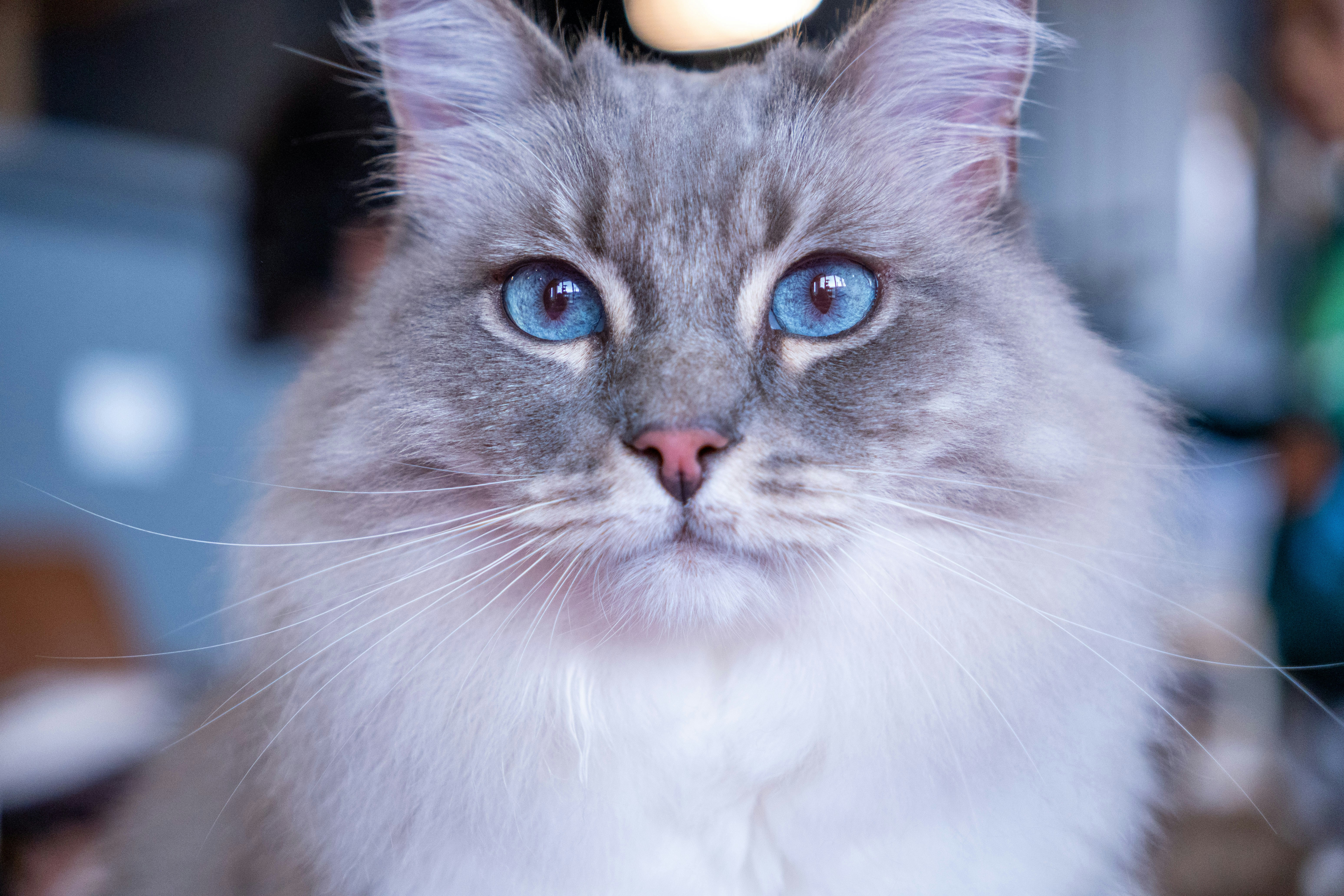 A beautiful cat with striking blue eyes.