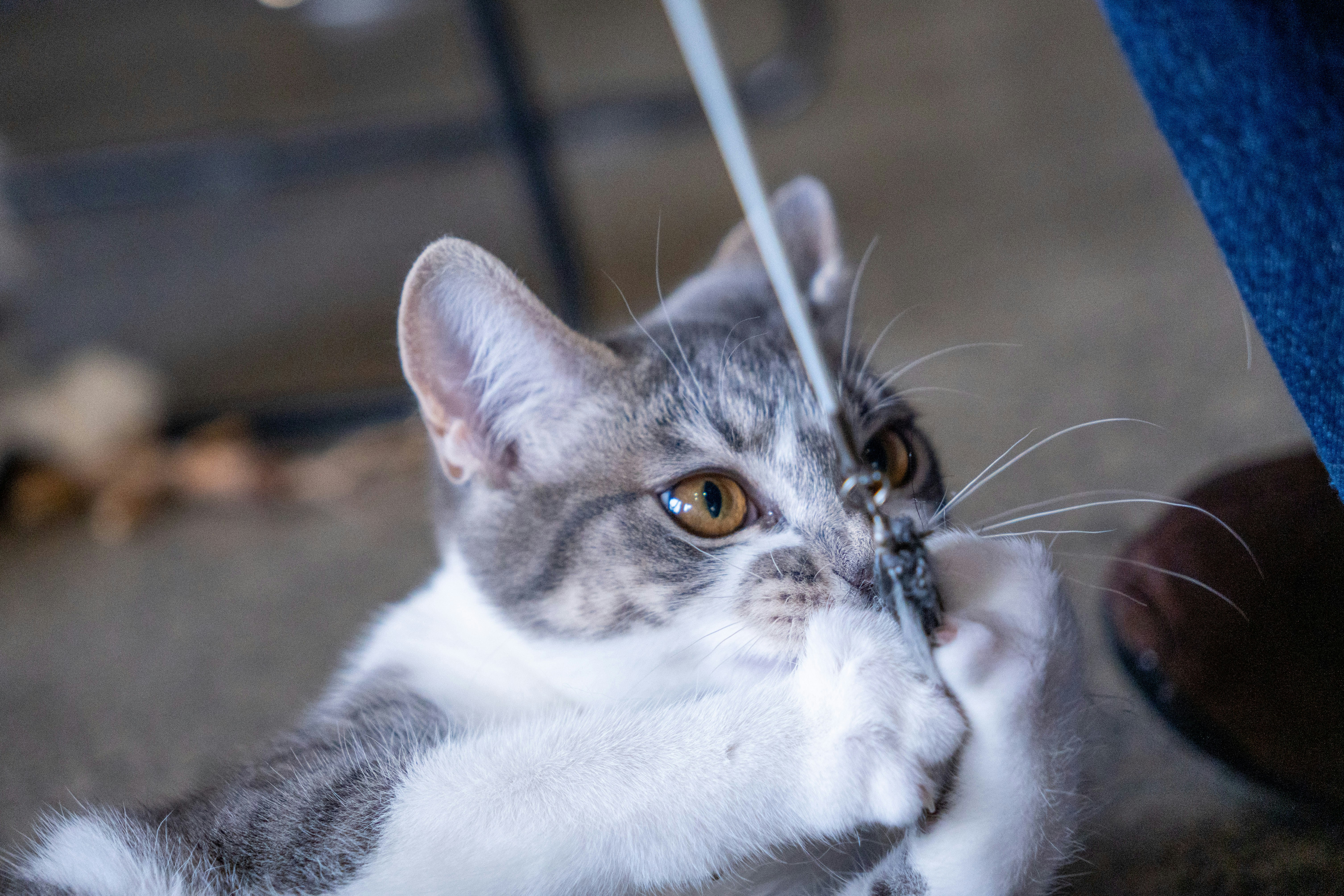Whisker Tango in Playful Pursuit