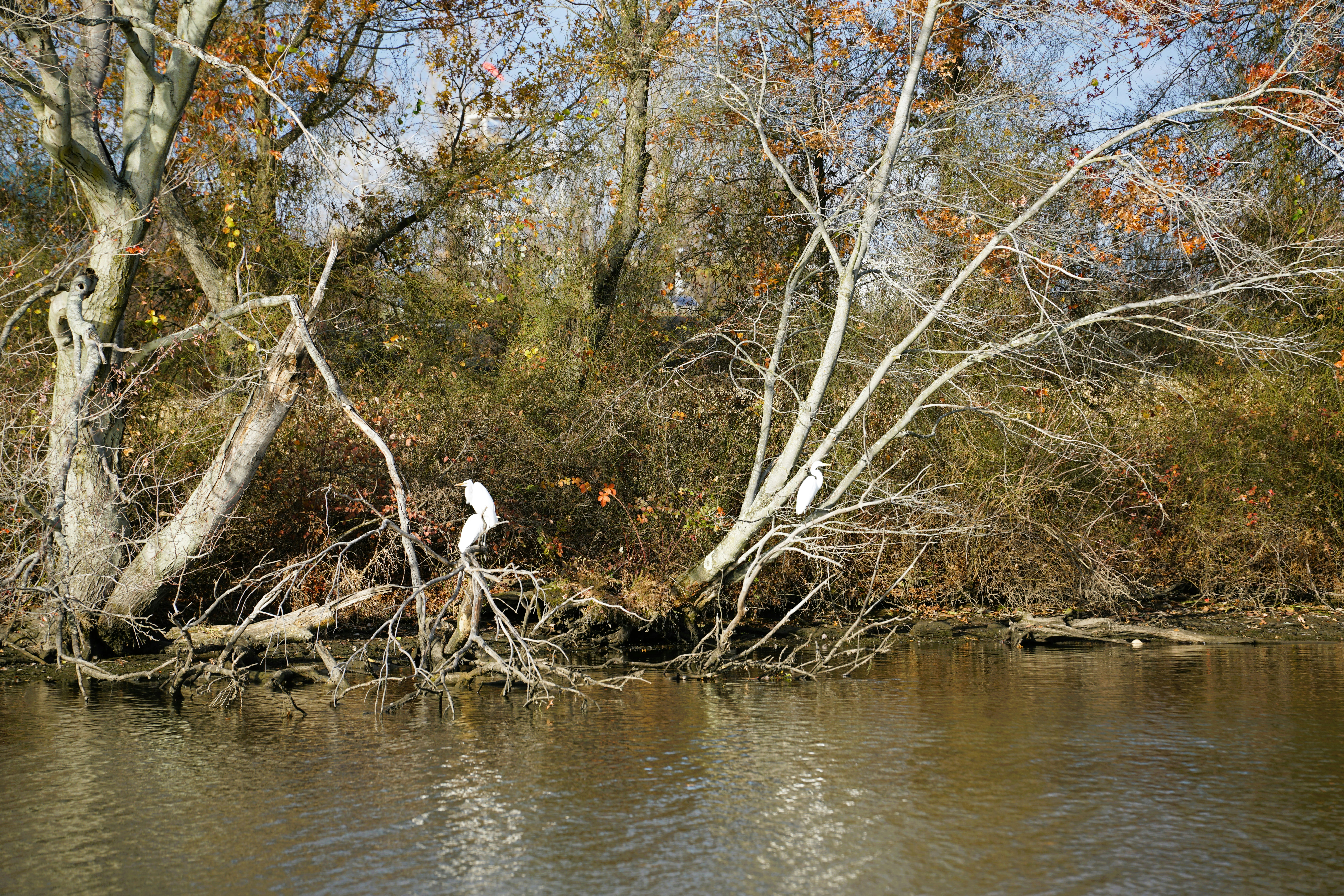 Two egrets perch on a tree by the water. photo – Free Forest Image on ...