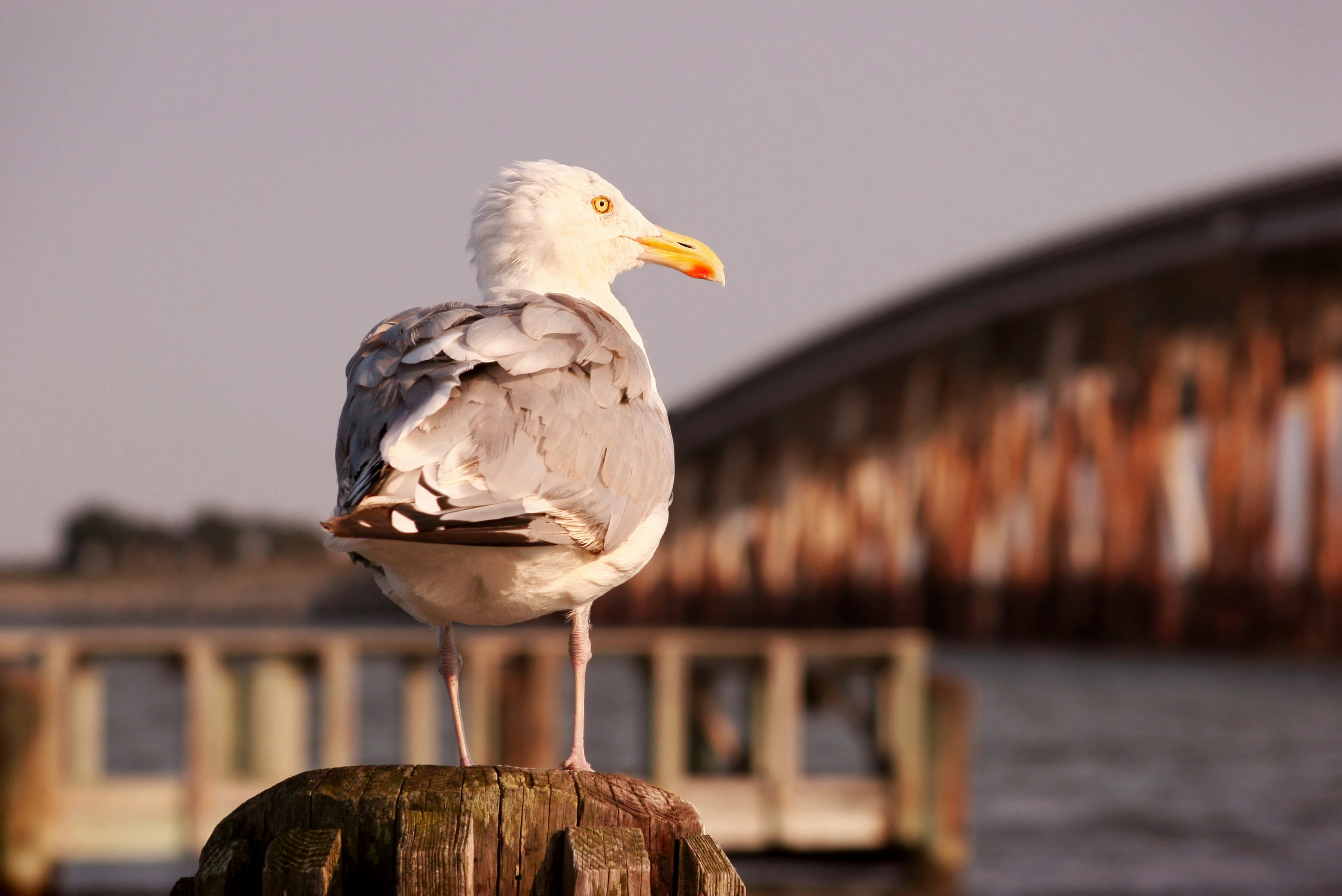 A seagull perched on a weathered post, gazing over the water with a bridge in the background. The scene captures the essence of coastal life.