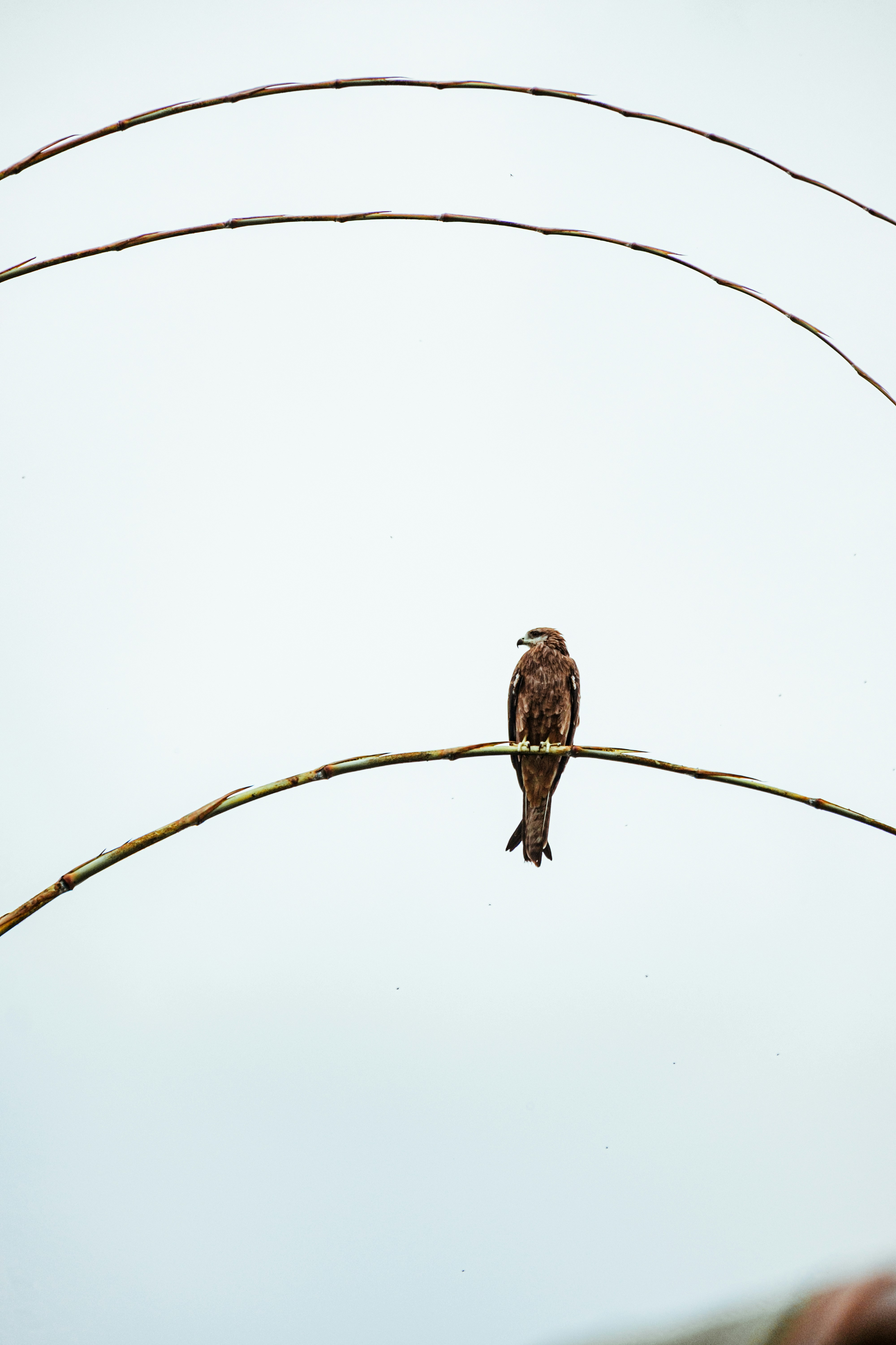Solitary Hawk on a Wire Arc Against a Pale Sky