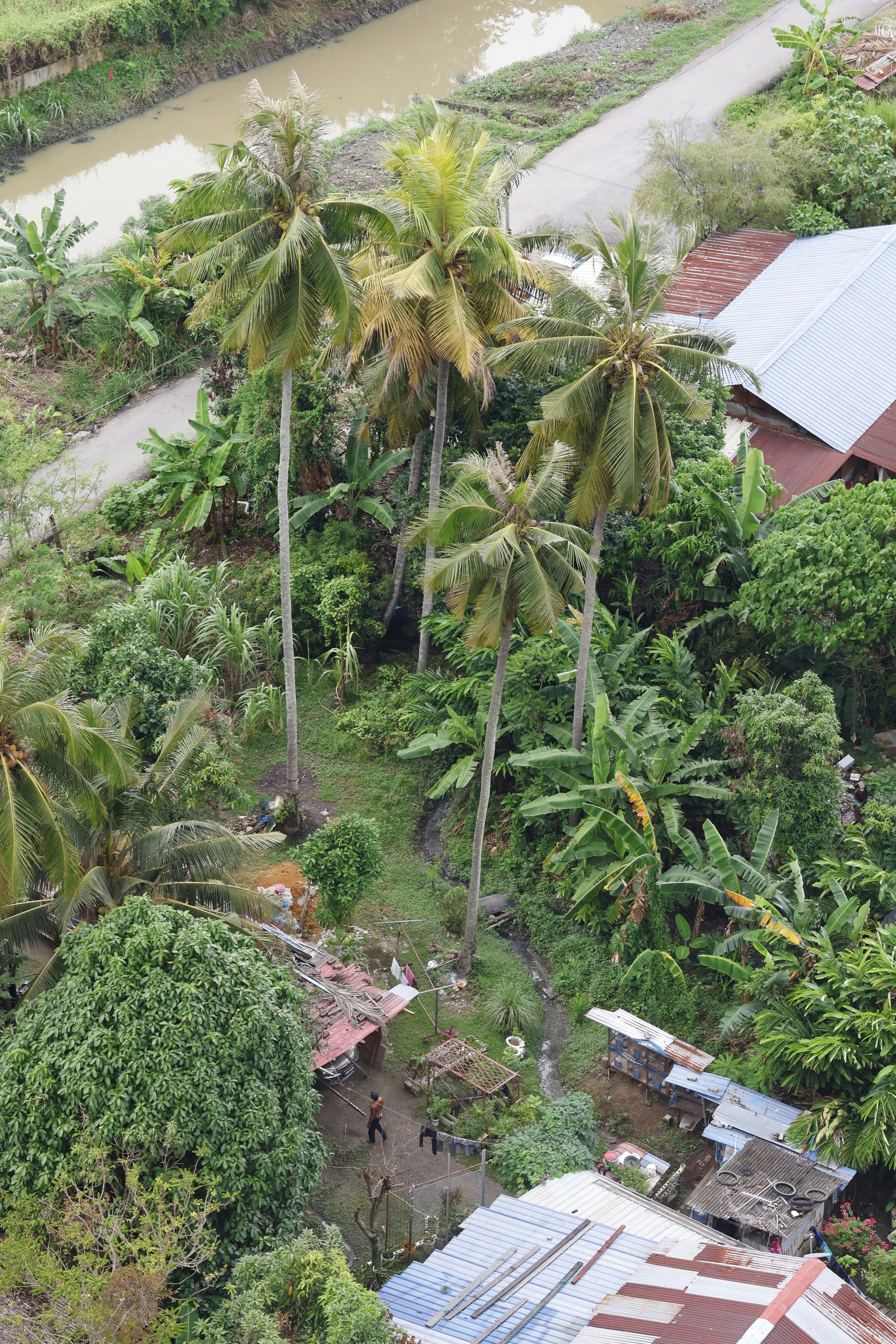 Aerial view of tall palm trees and lush greenery surrounding a rural house next to a narrow river.