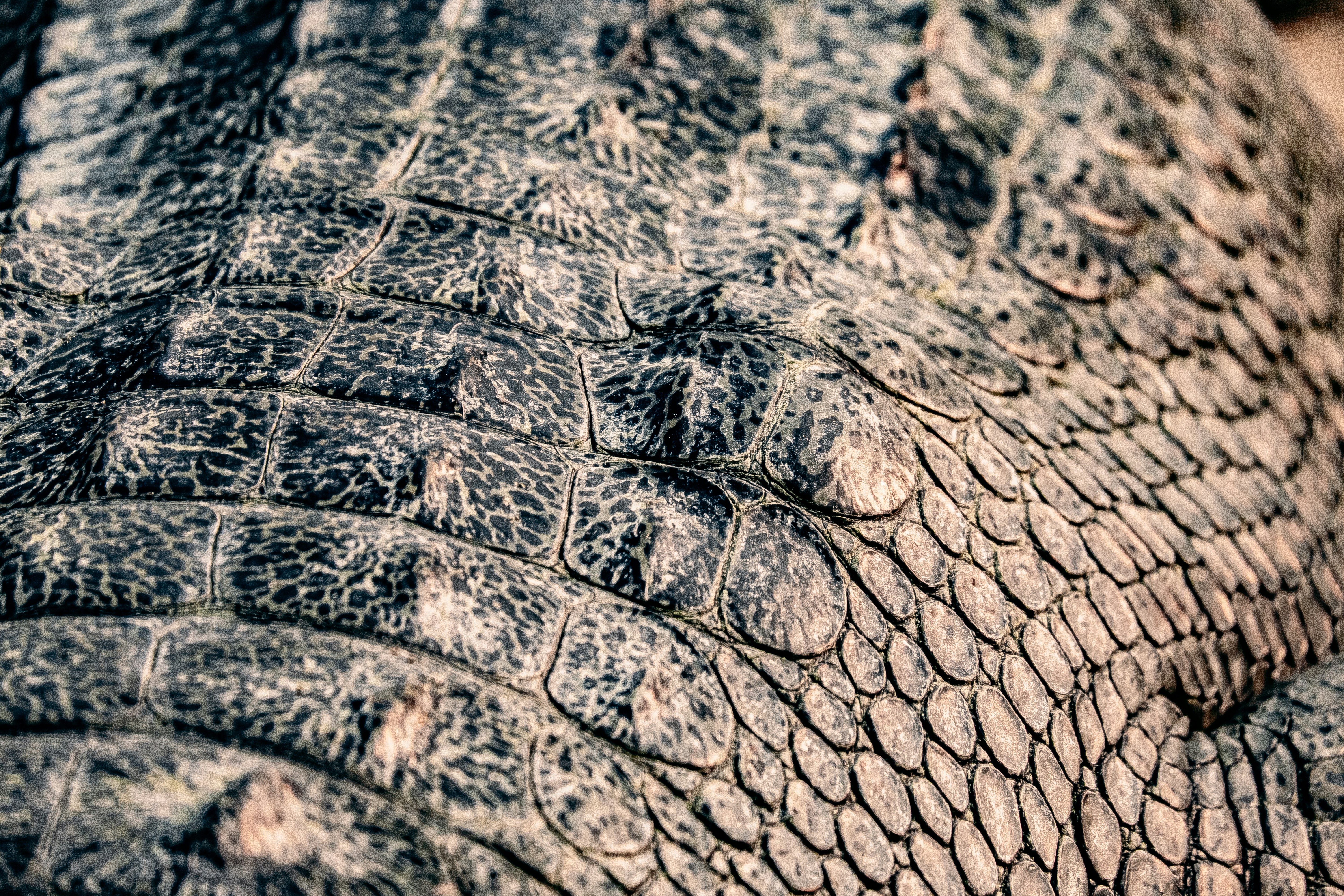 Close-up of reptile scales showcasing detailed texture and subtle color variations.