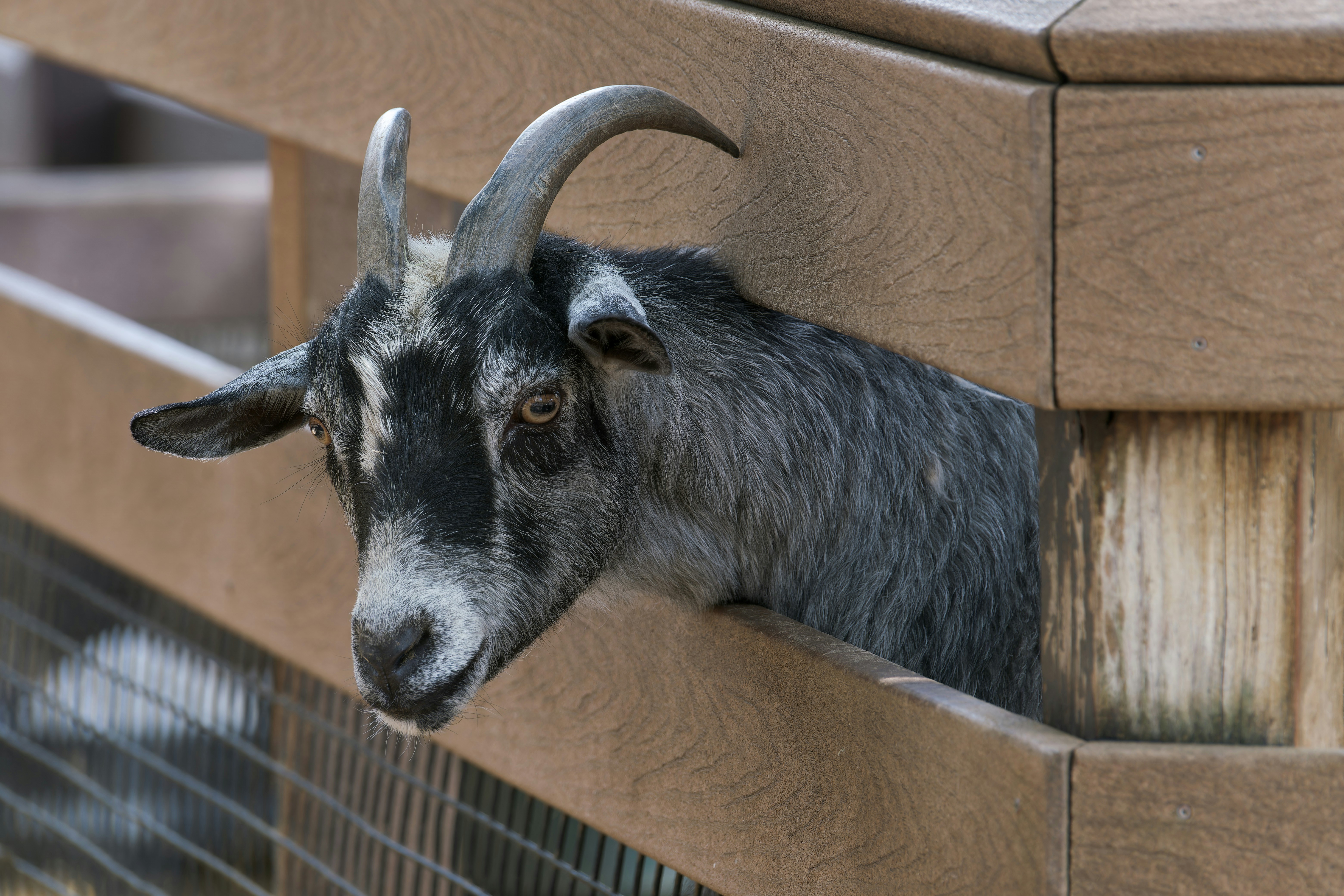 Curious Goat Peeks Through a Weathered Timber Fence