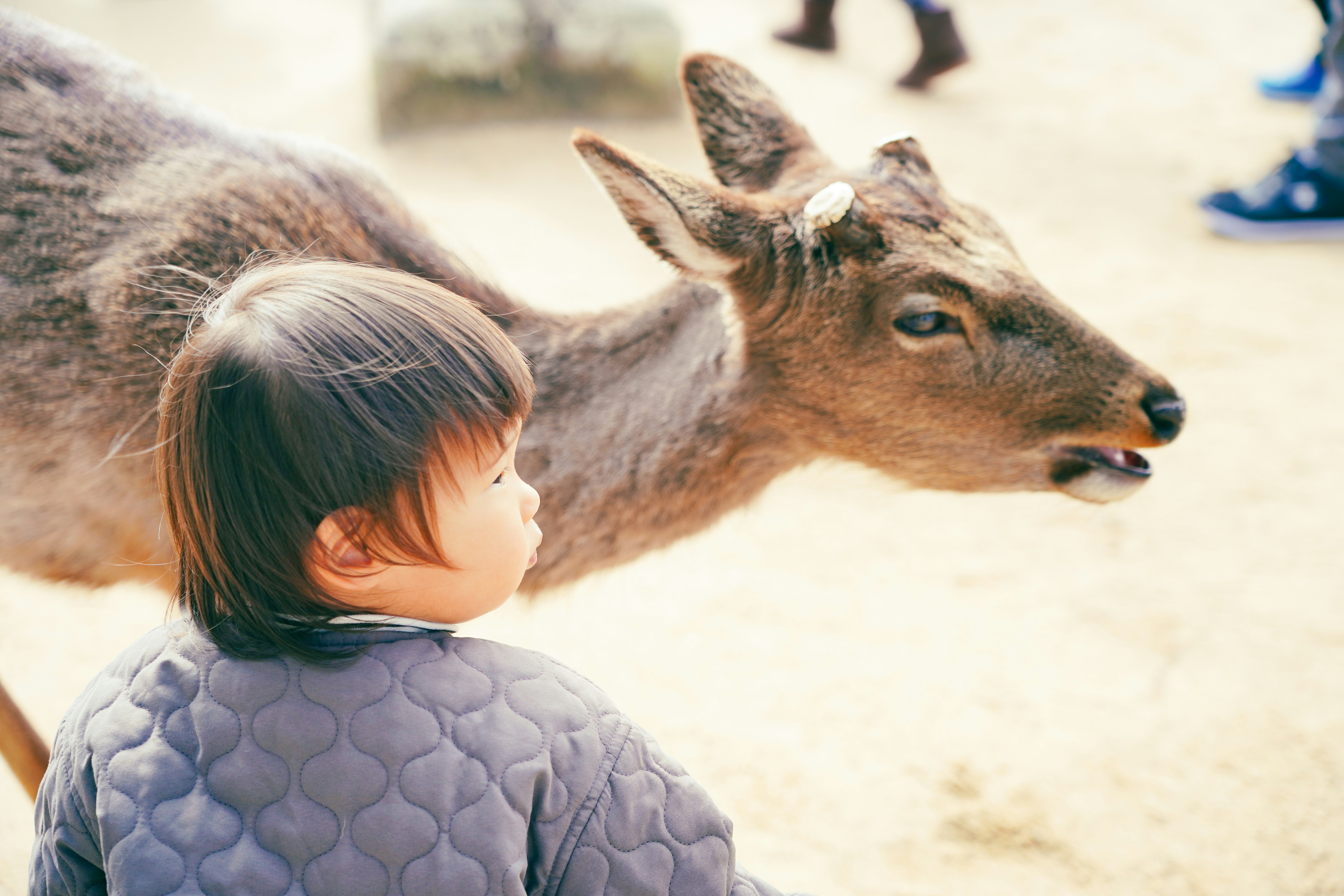 Child and deer engage closely near Itsukushima Shrine's torii gate on Miyajima Island.