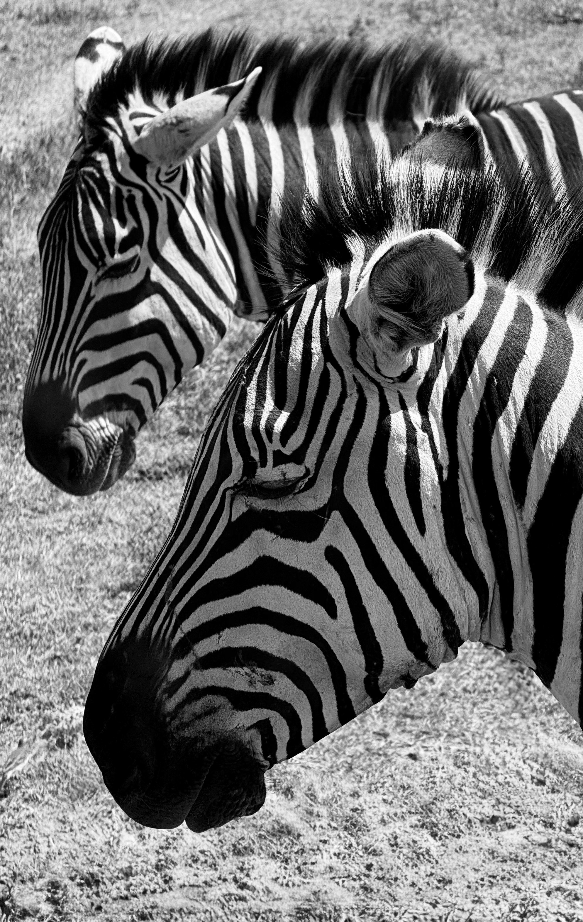 Close-Quarters Zebras: A Monochrome Portrait of Striped Contours