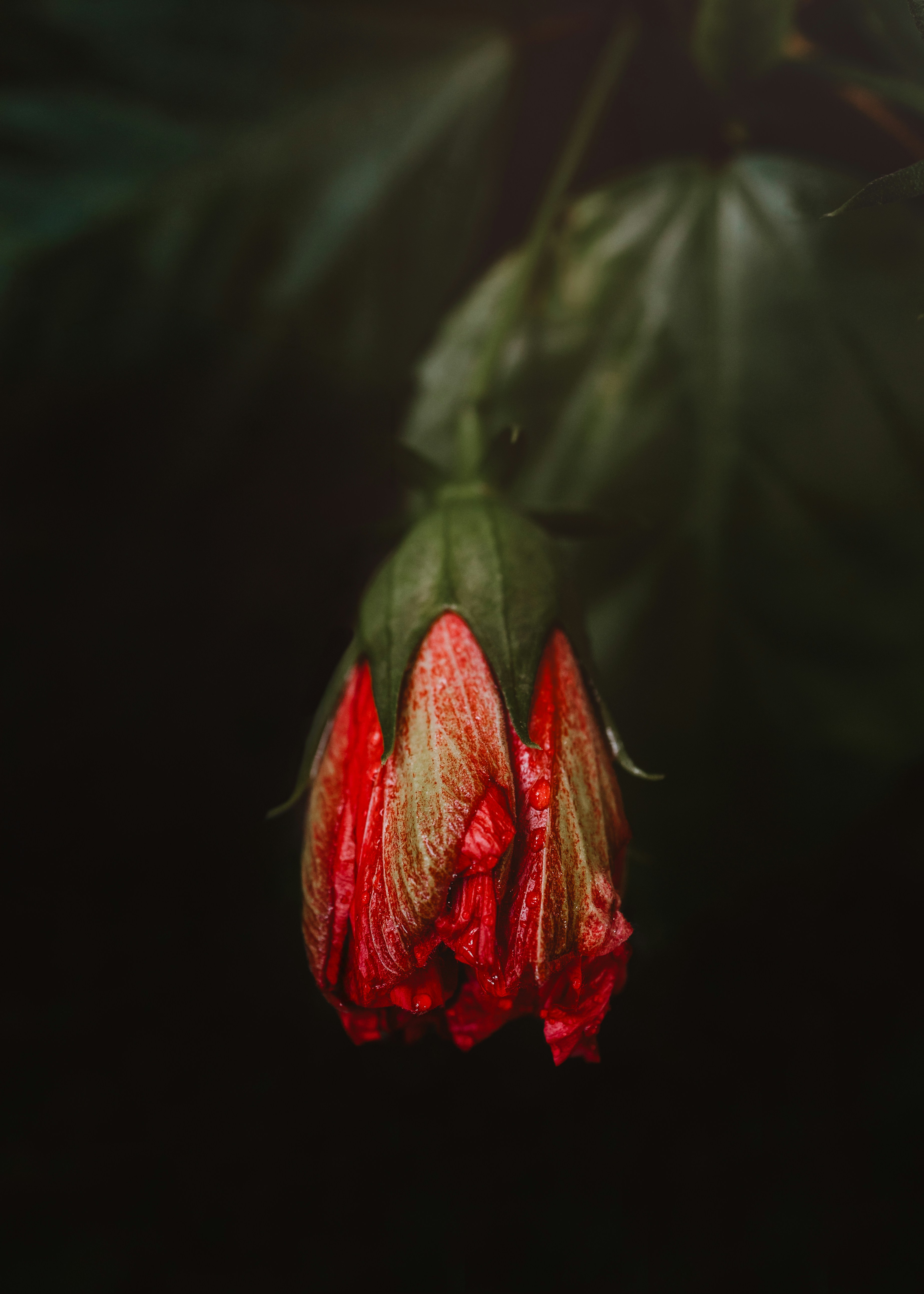 Crimson Bud: A Droplet-Speckled Flower in Velvet Darkness