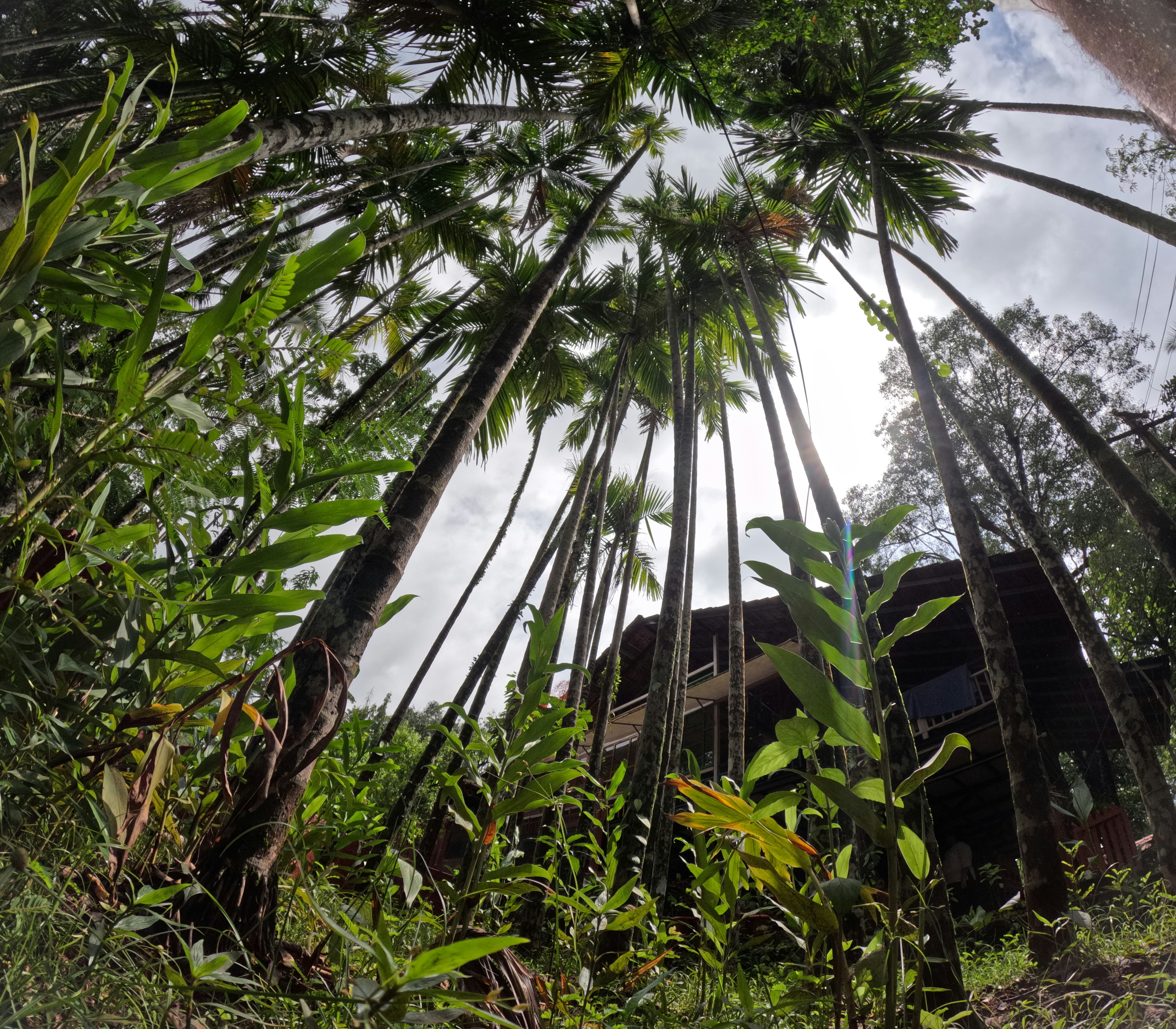 Tall palm trees stretch skyward amidst lush greenery under a bright sun.