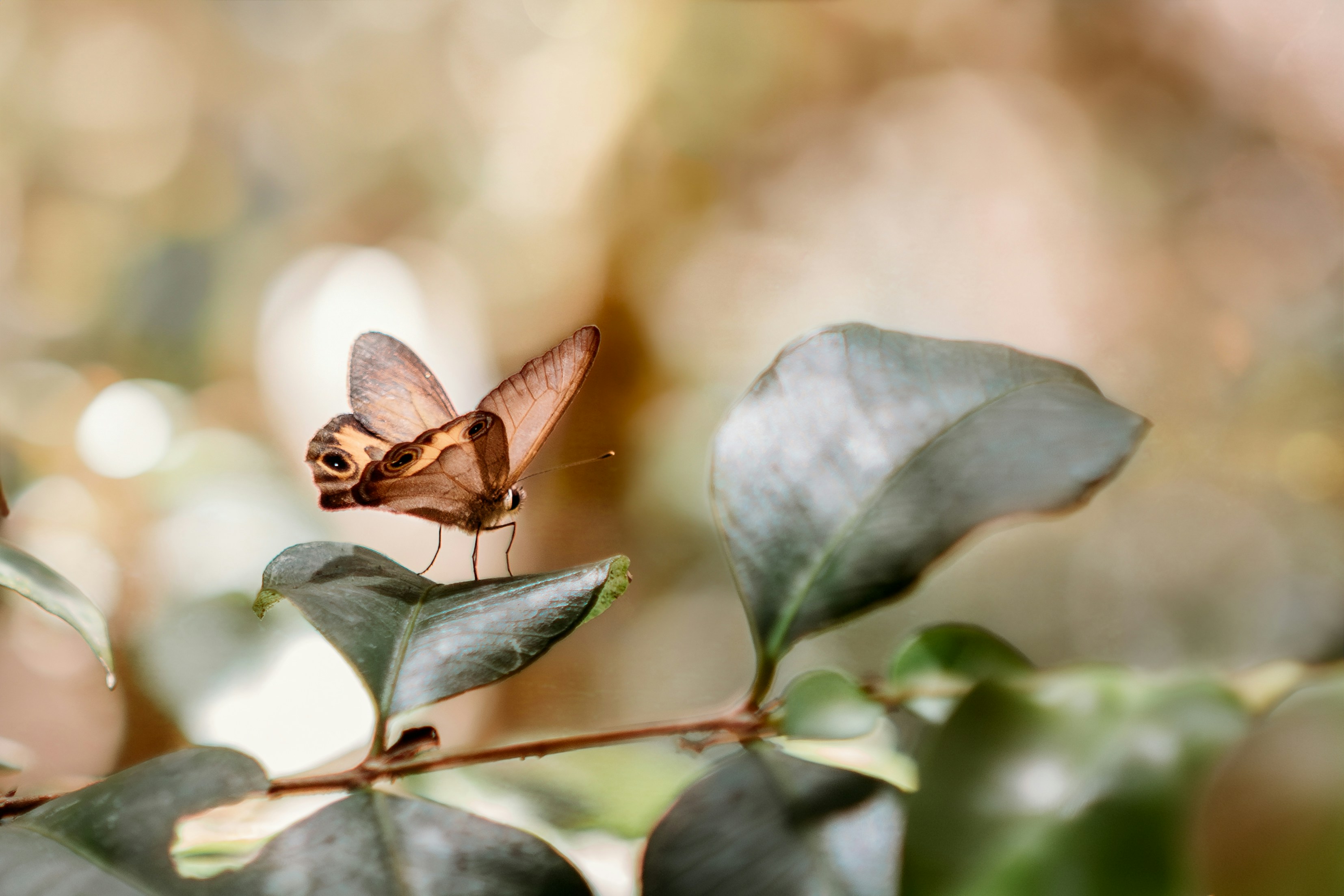 Whisper of Wings: A Butterfly's Pause
