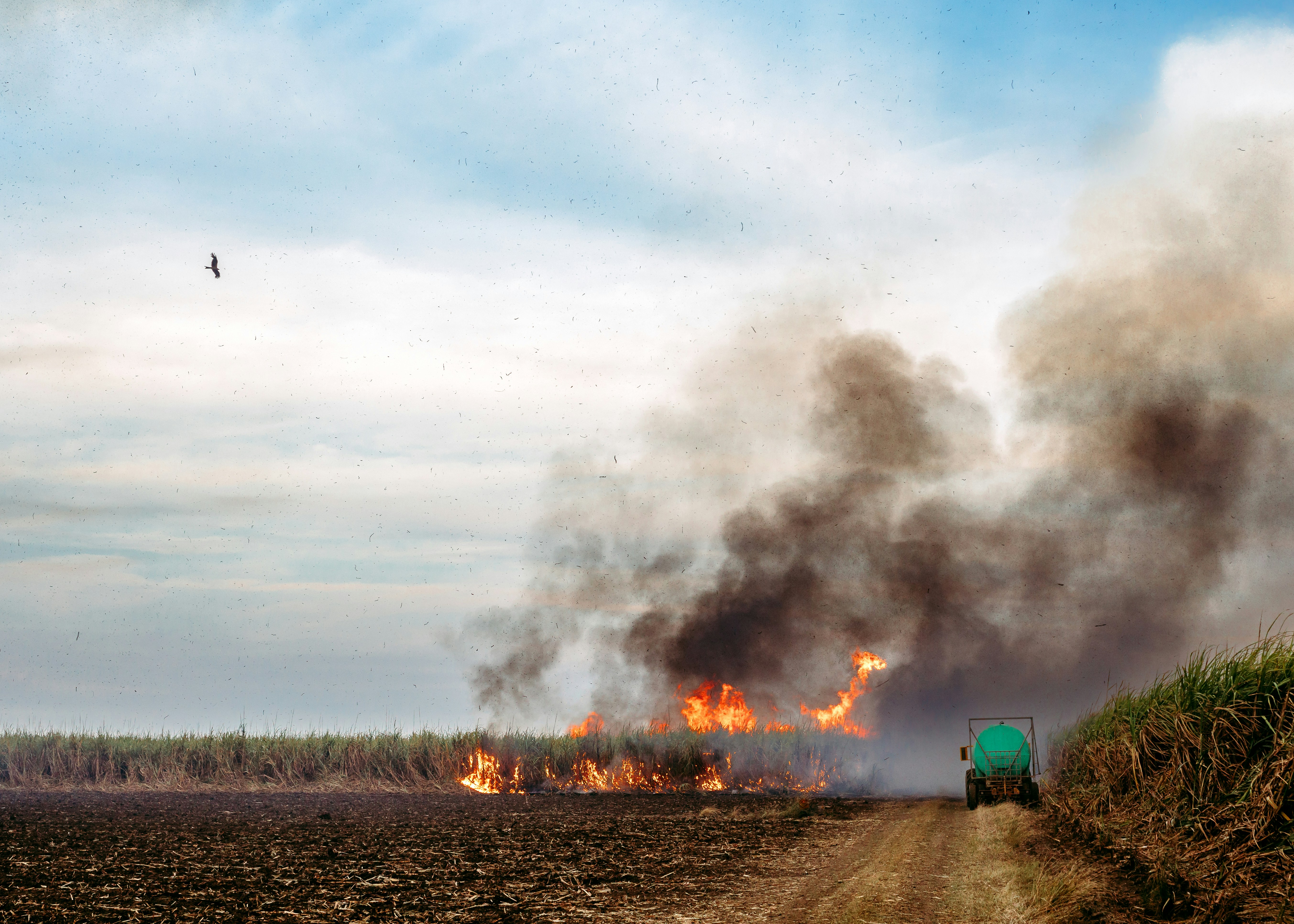 Sugar cane field ablaze with plumes of smoke. photo – Free Rural Image ...