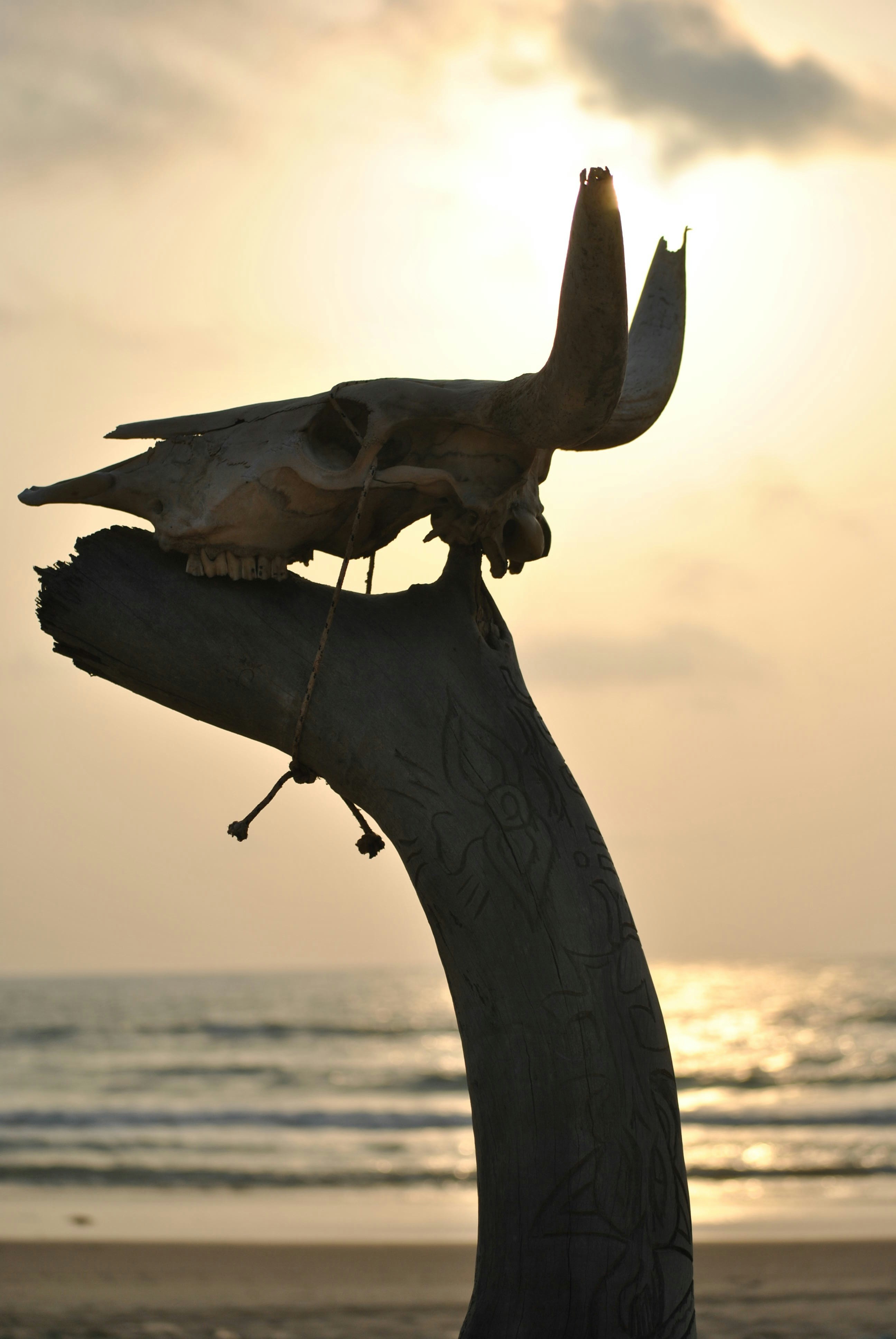 Horizon Horns: Sunset silhouette of a carved skull atop weathered driftwood