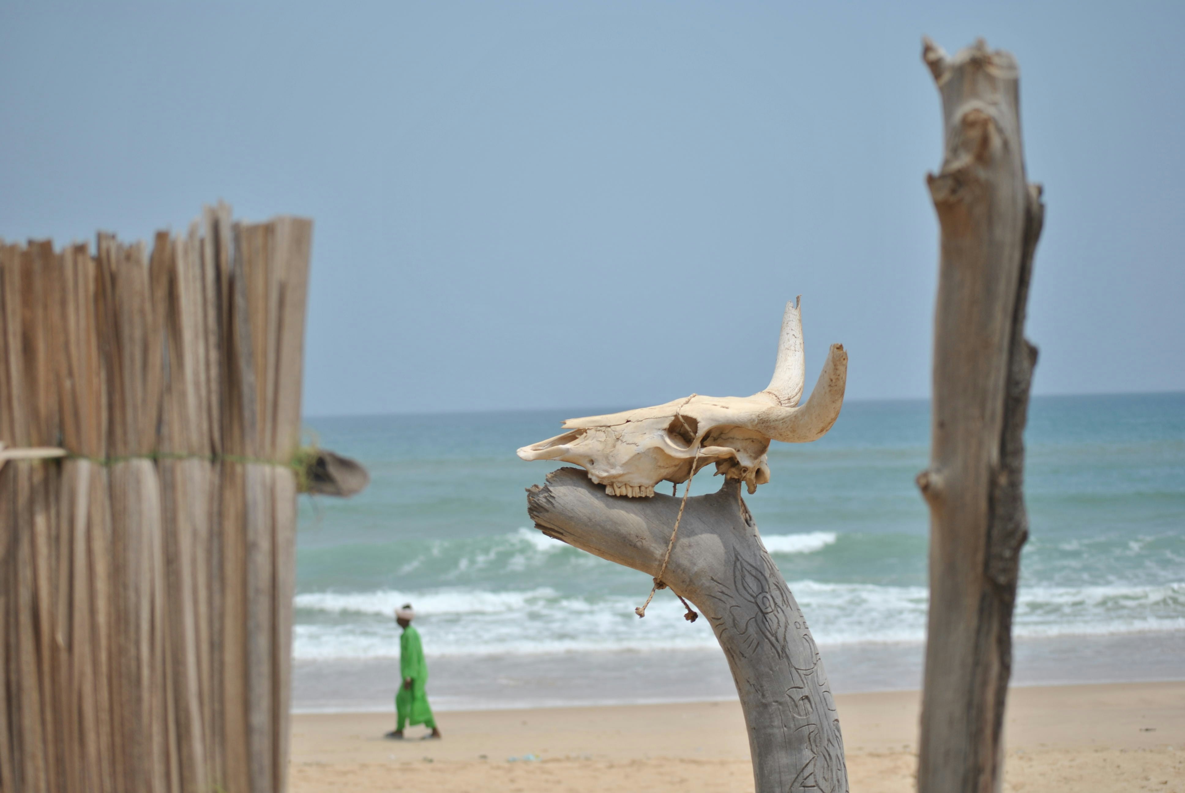 Decorative skull perched on driftwood with ocean waves and a person in green in the background.